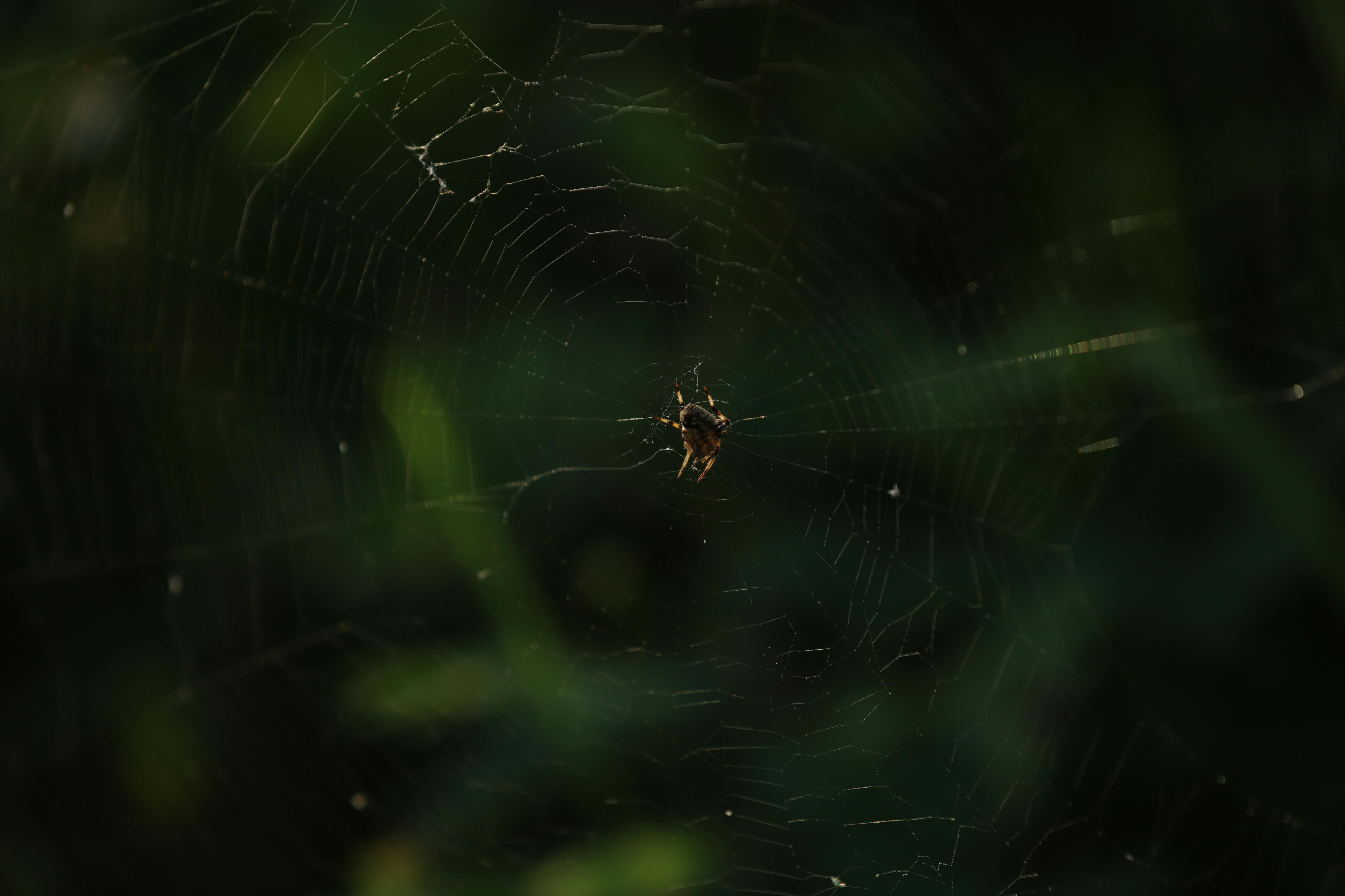 Close-Up Photo of a Spider on a Spider Web · Free Stock Photo