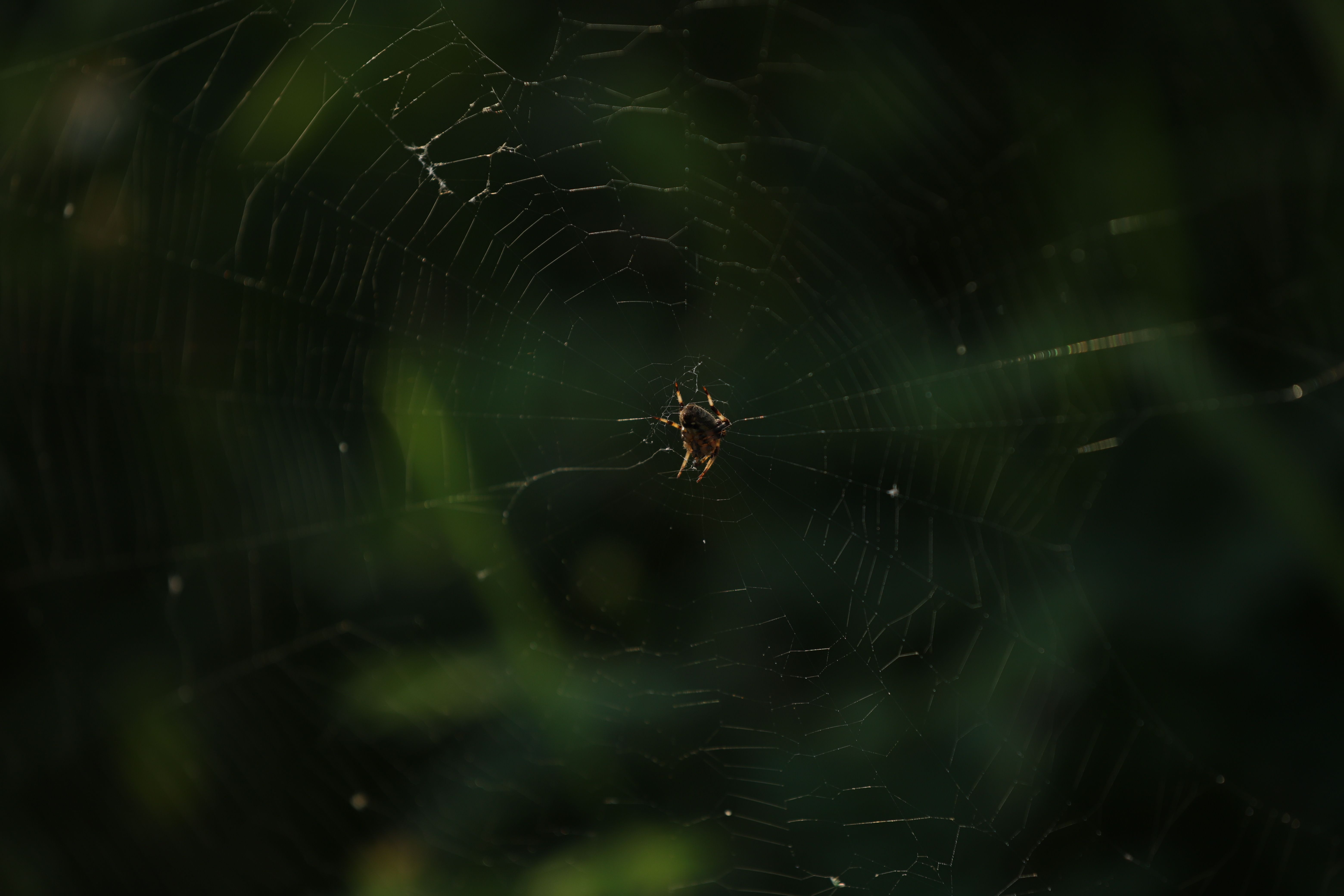 Close up of a Spider · Free Stock Photo