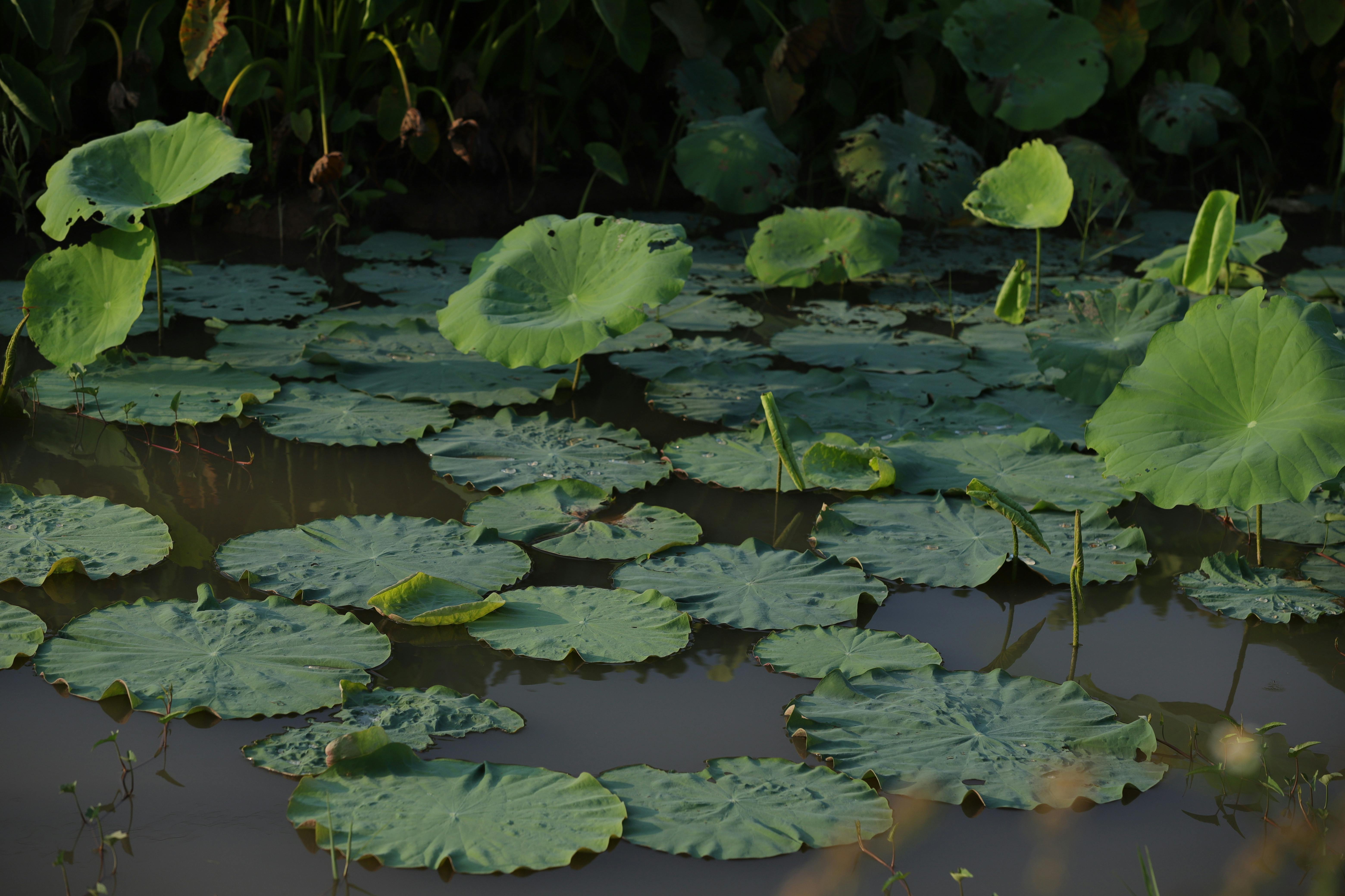 Water Lily and Lily Pads on Lake · Free Stock Photo