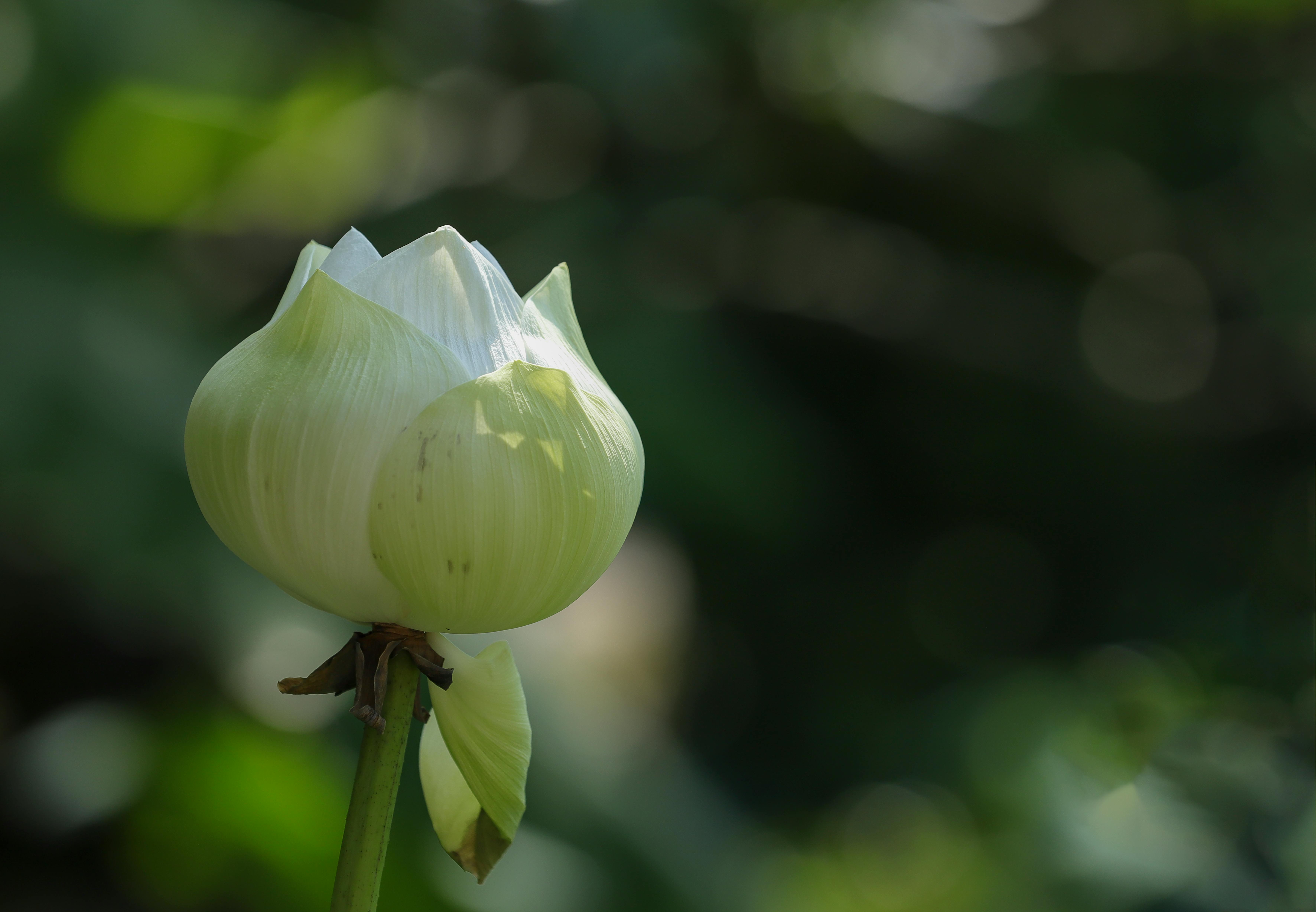 Budding Flowers in Close Up · Free Stock Photo