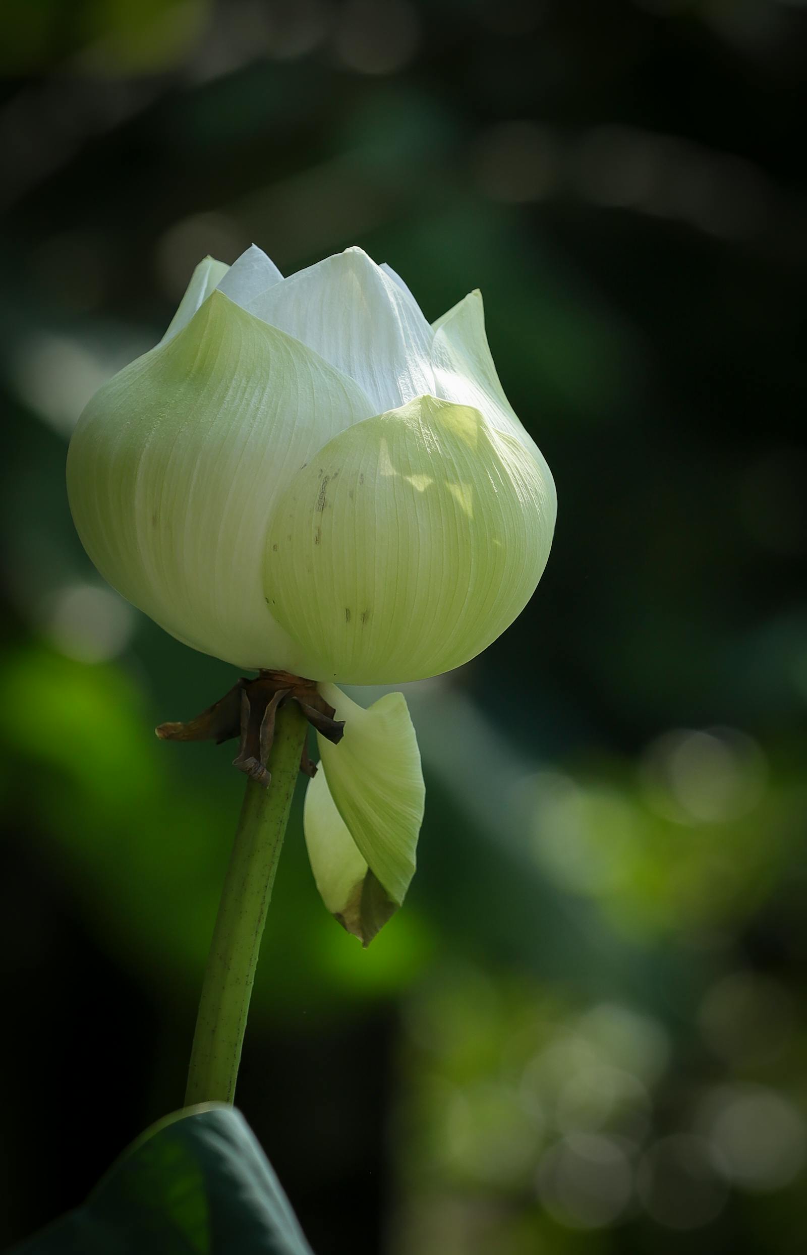 White Lotus Photos, Download The BEST Free White Lotus Stock Photos ...