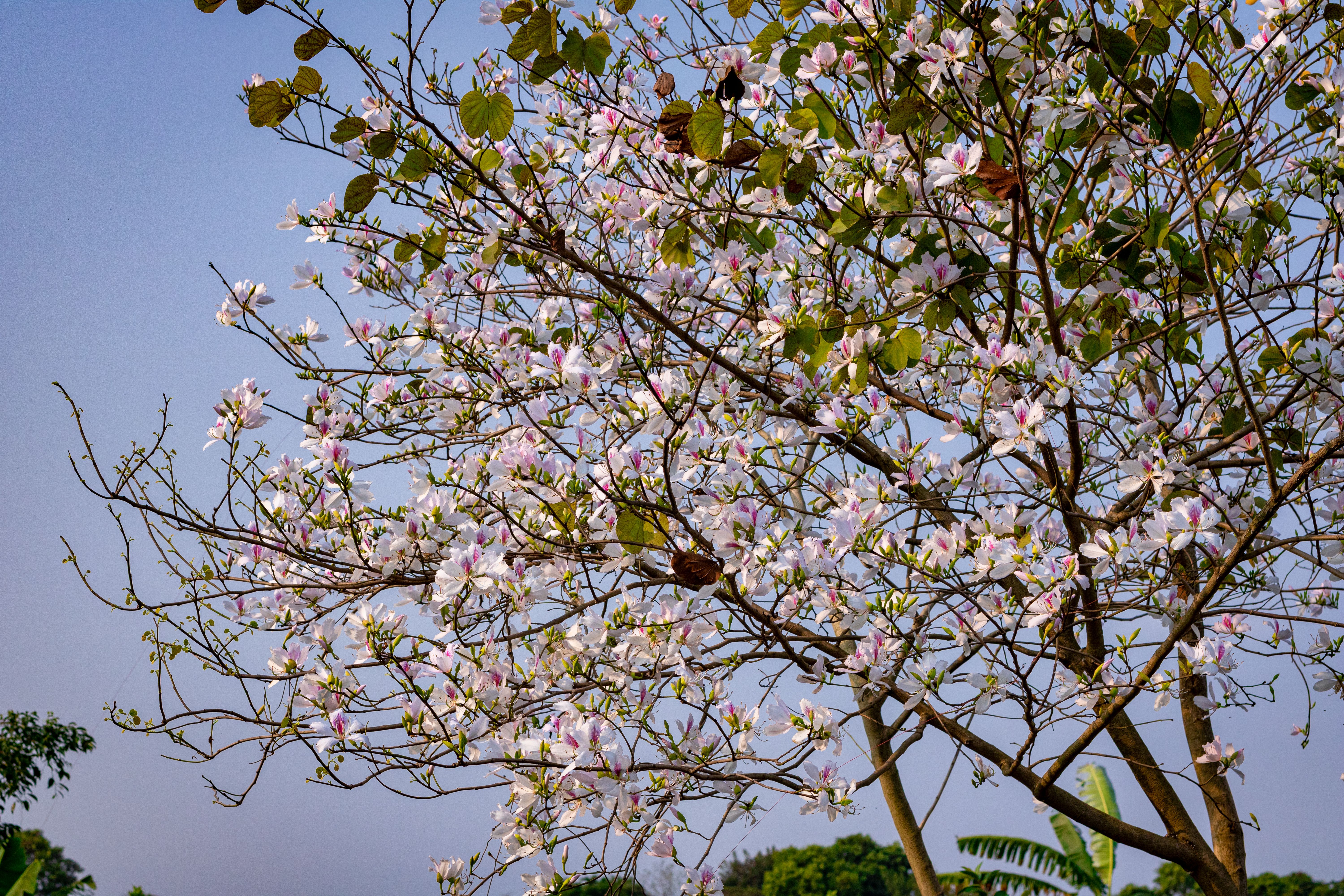 A Tree in Spring · Free Stock Photo