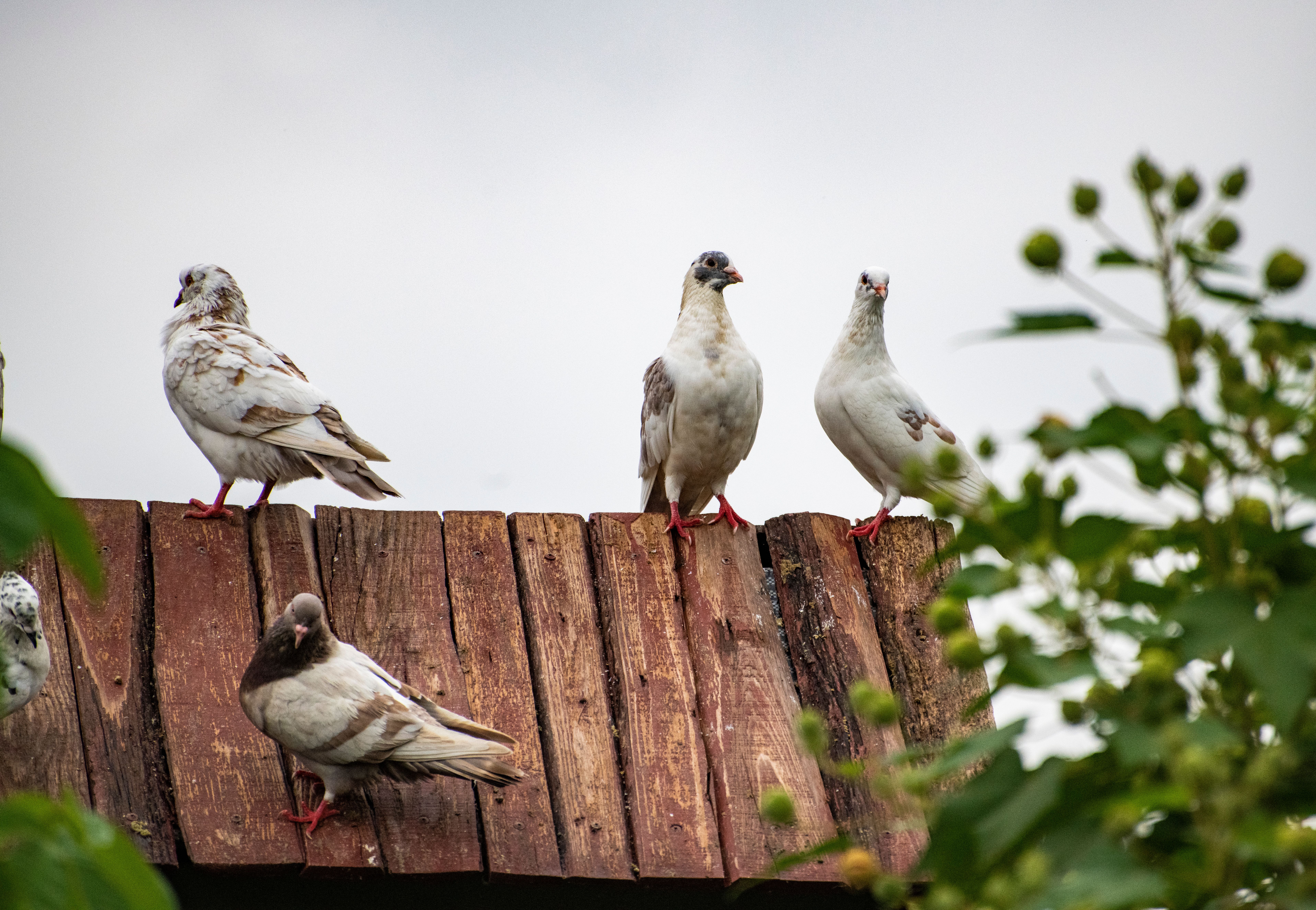 Pigeon Fancier with Face Obscured by a Pigeon in Flight · Free Stock Photo