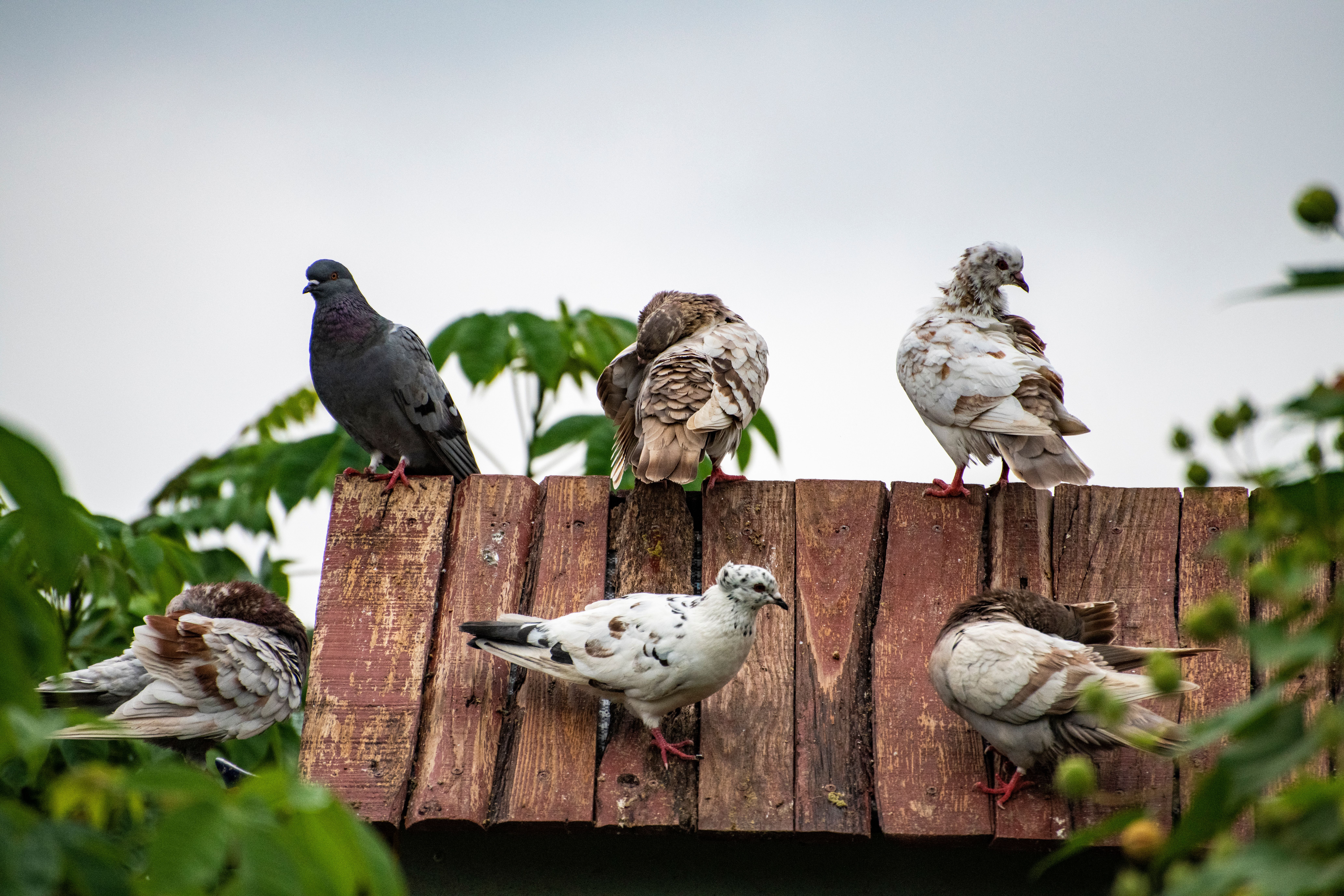 Communicating Birds Photos, Download The BEST Free Communicating Birds ...
