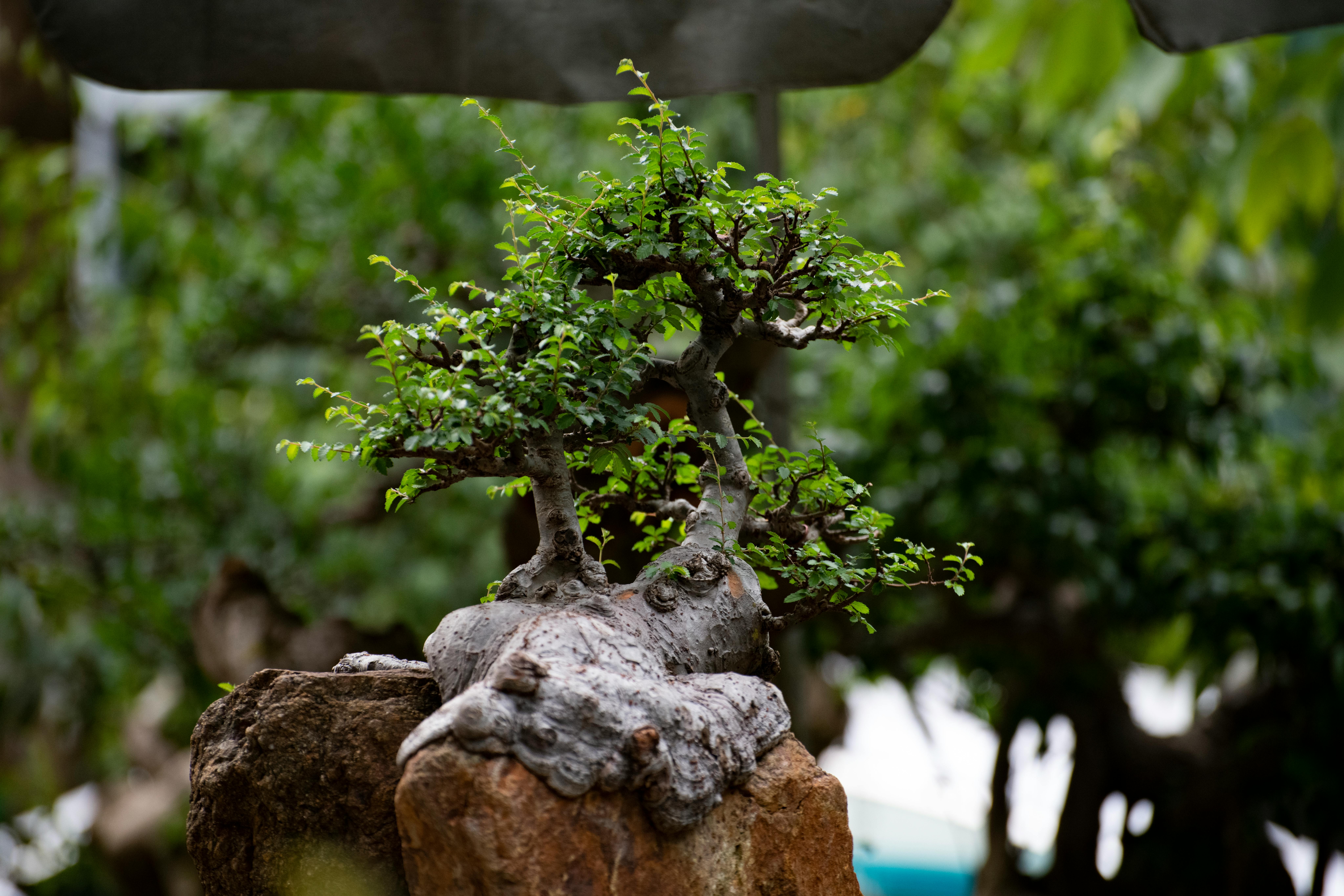 Close up of a Bonsai Tree · Free Stock Photo