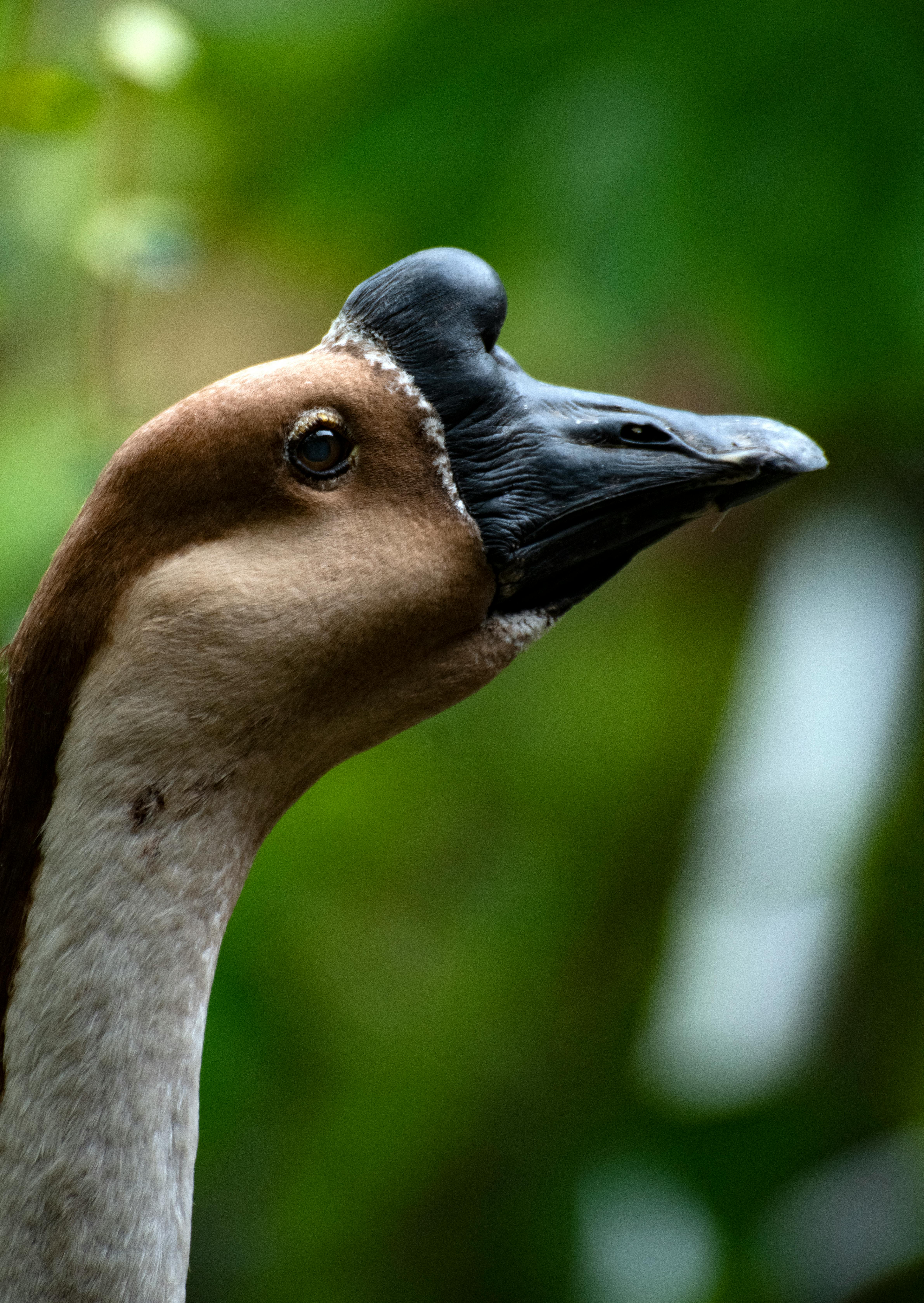 Close-up of Brown Chinese Goose · Free Stock Photo
