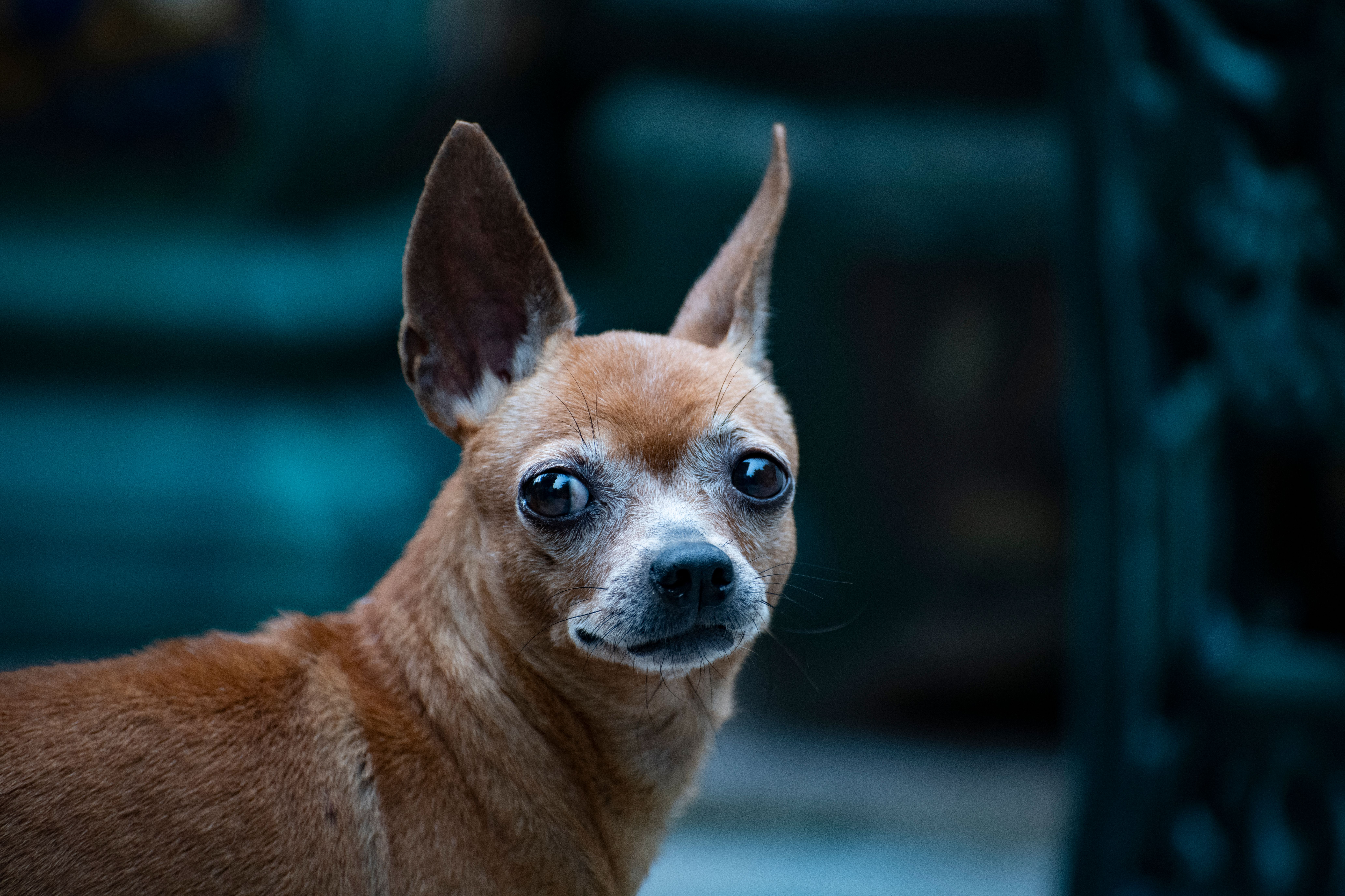 Close Up Photo of Adult Tan Dog · Free Stock Photo