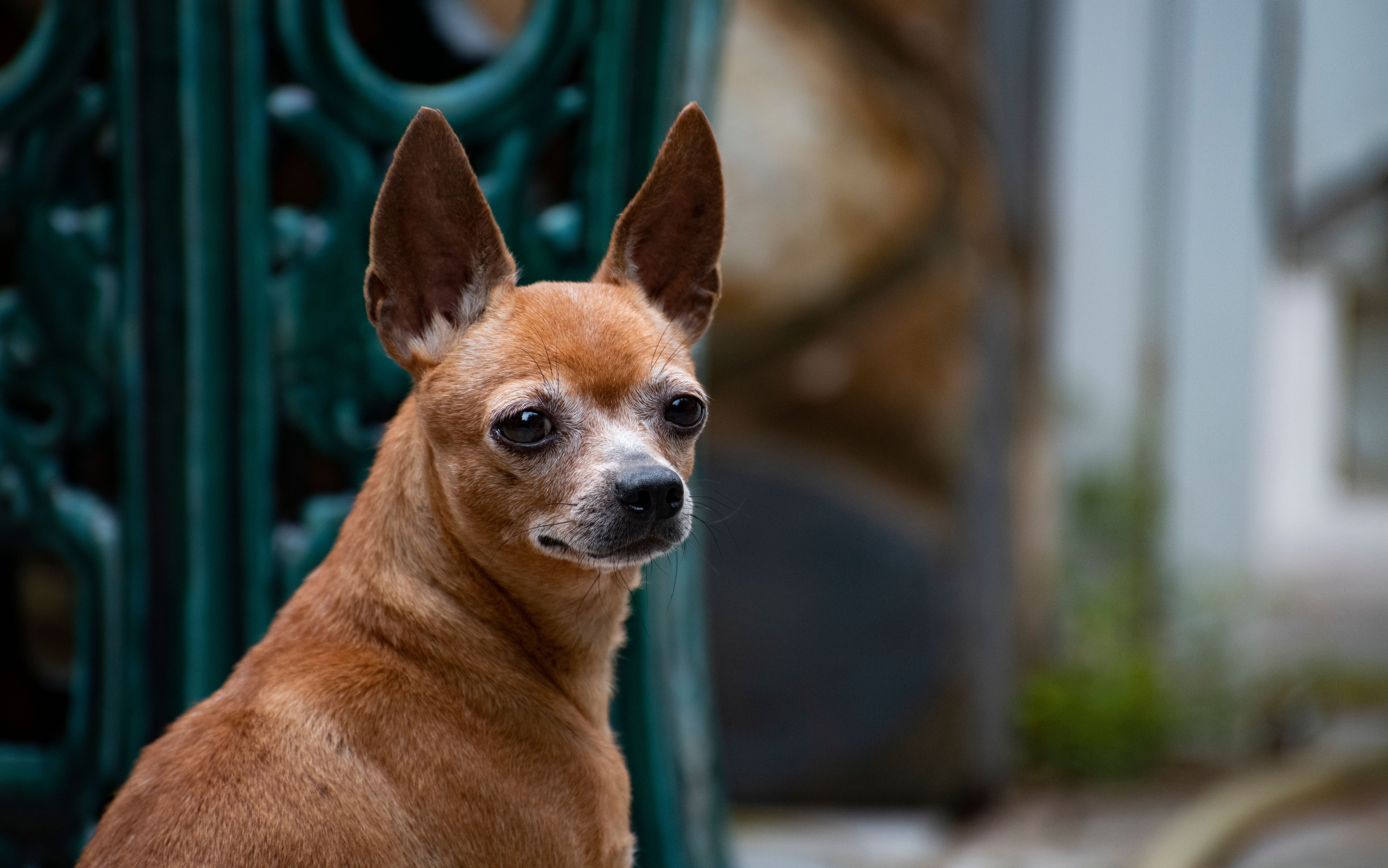 A Dog Sitting Outdoors · Free Stock Photo