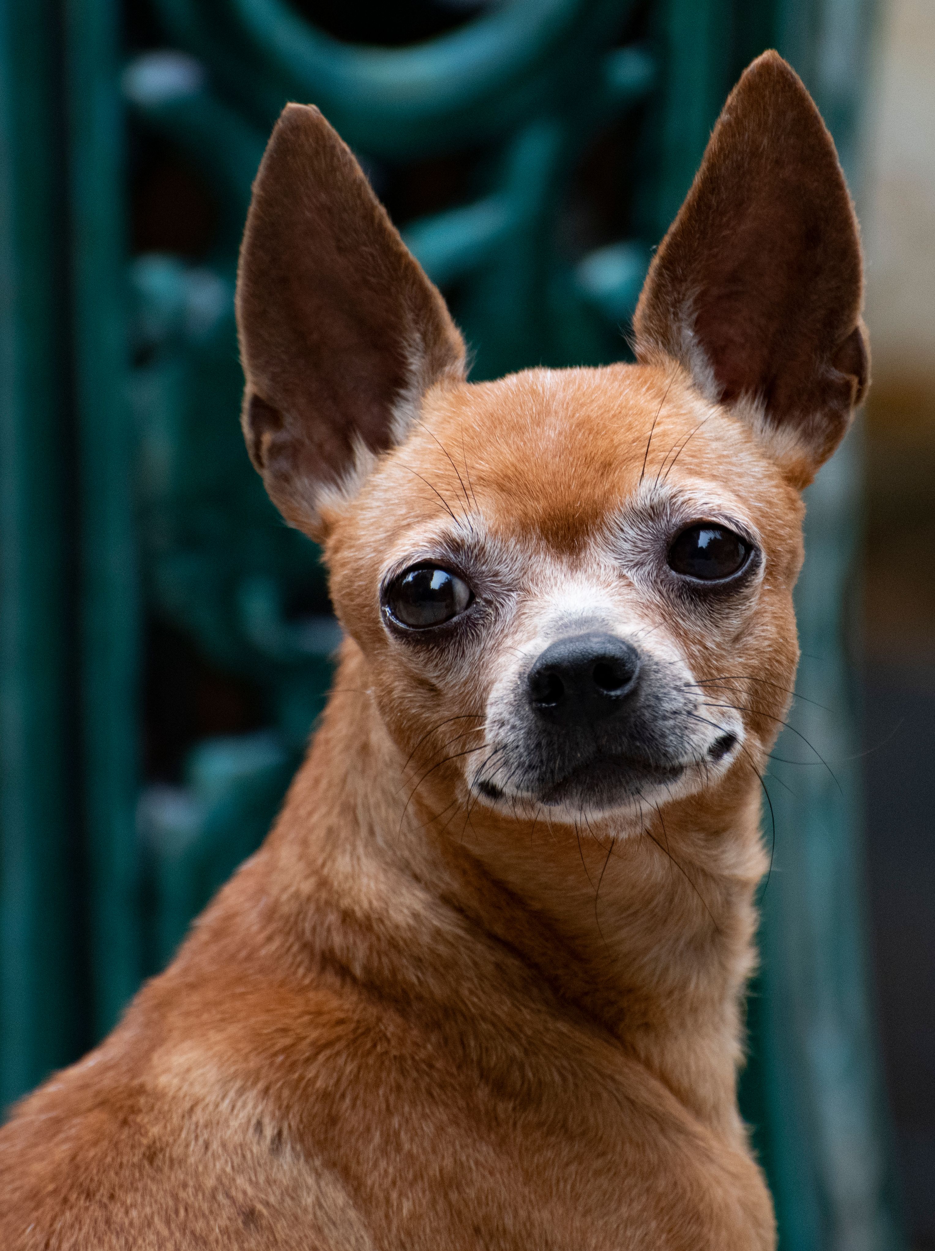 Chihuahua in Close Up · Free Stock Photo