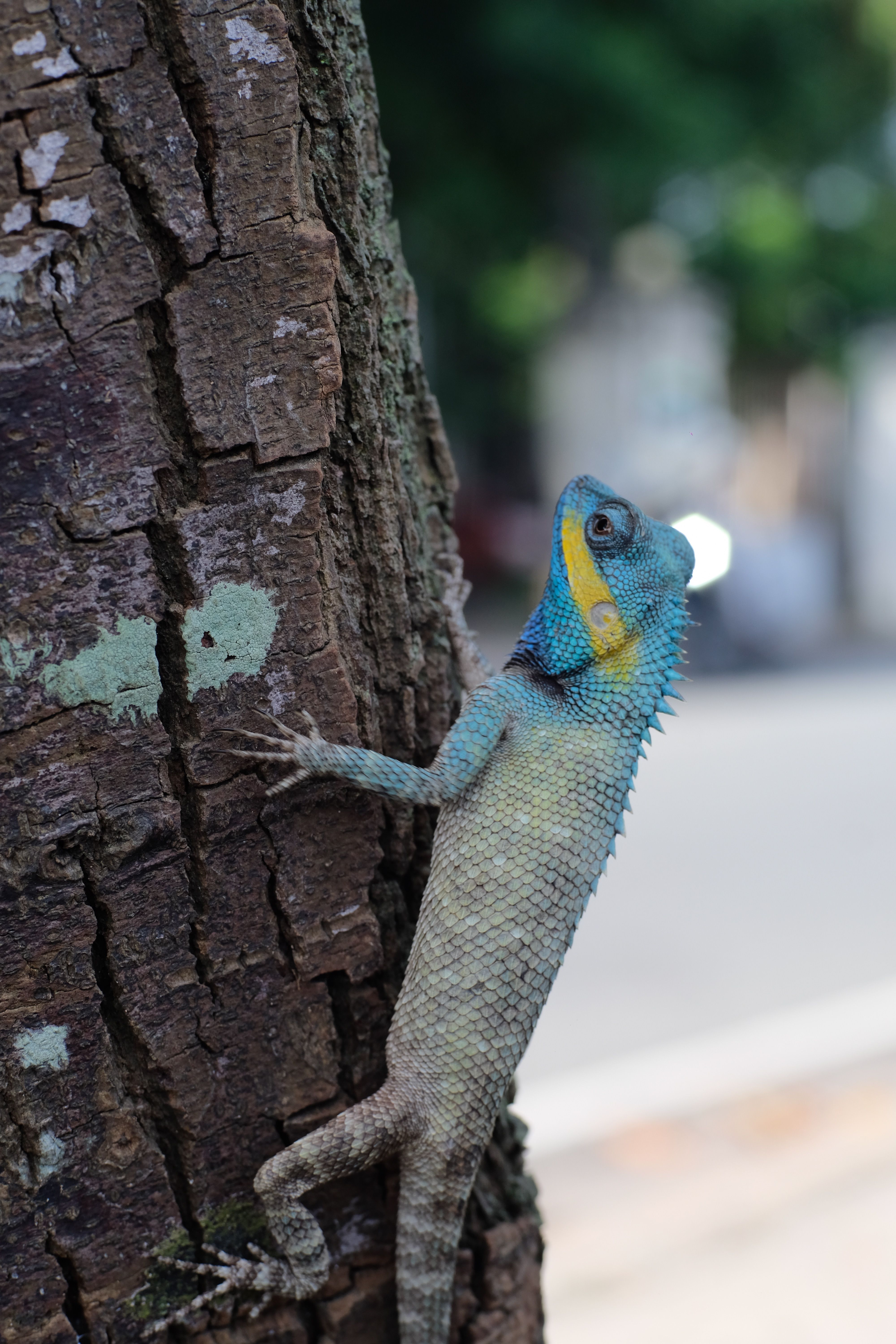 Closeup of Blue Crested Lizard on a Tree · Free Stock Photo