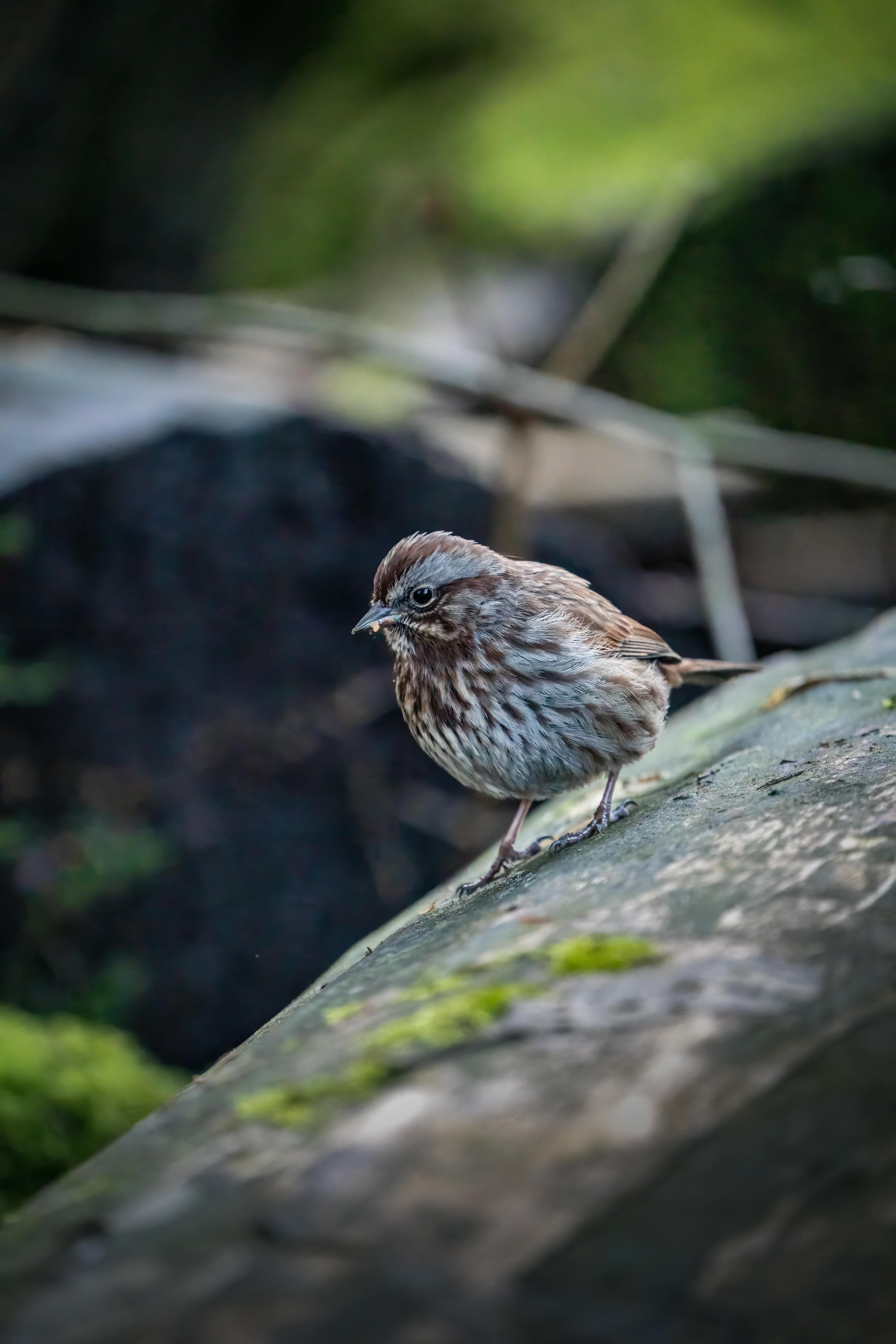 Close up of Sparrow · Free Stock Photo