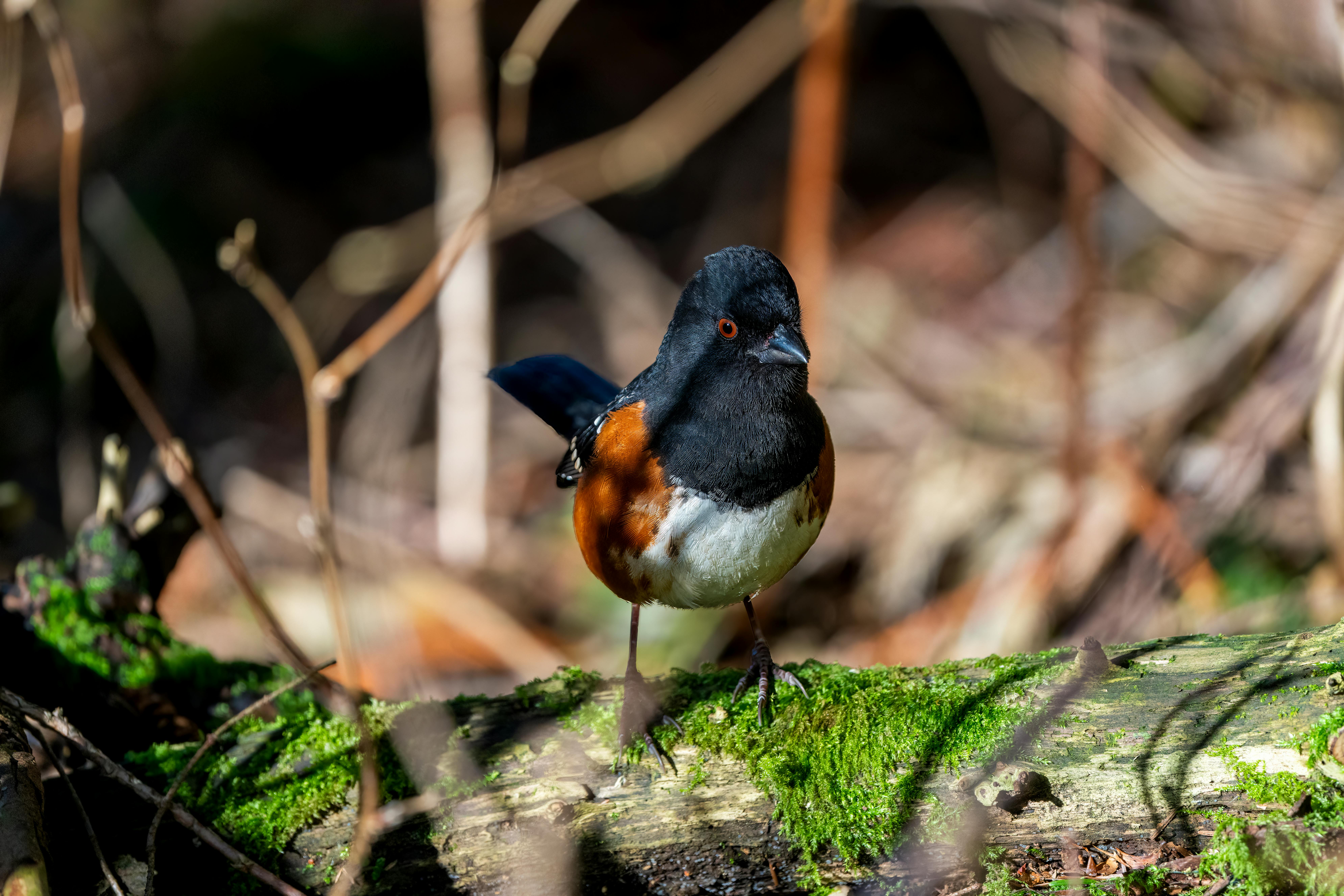 Close up of Spotted Towhee · Free Stock Photo