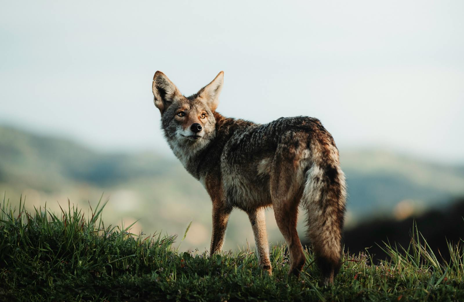 Jackal Photos, Download The BEST Free Jackal Stock Photos & HD Images