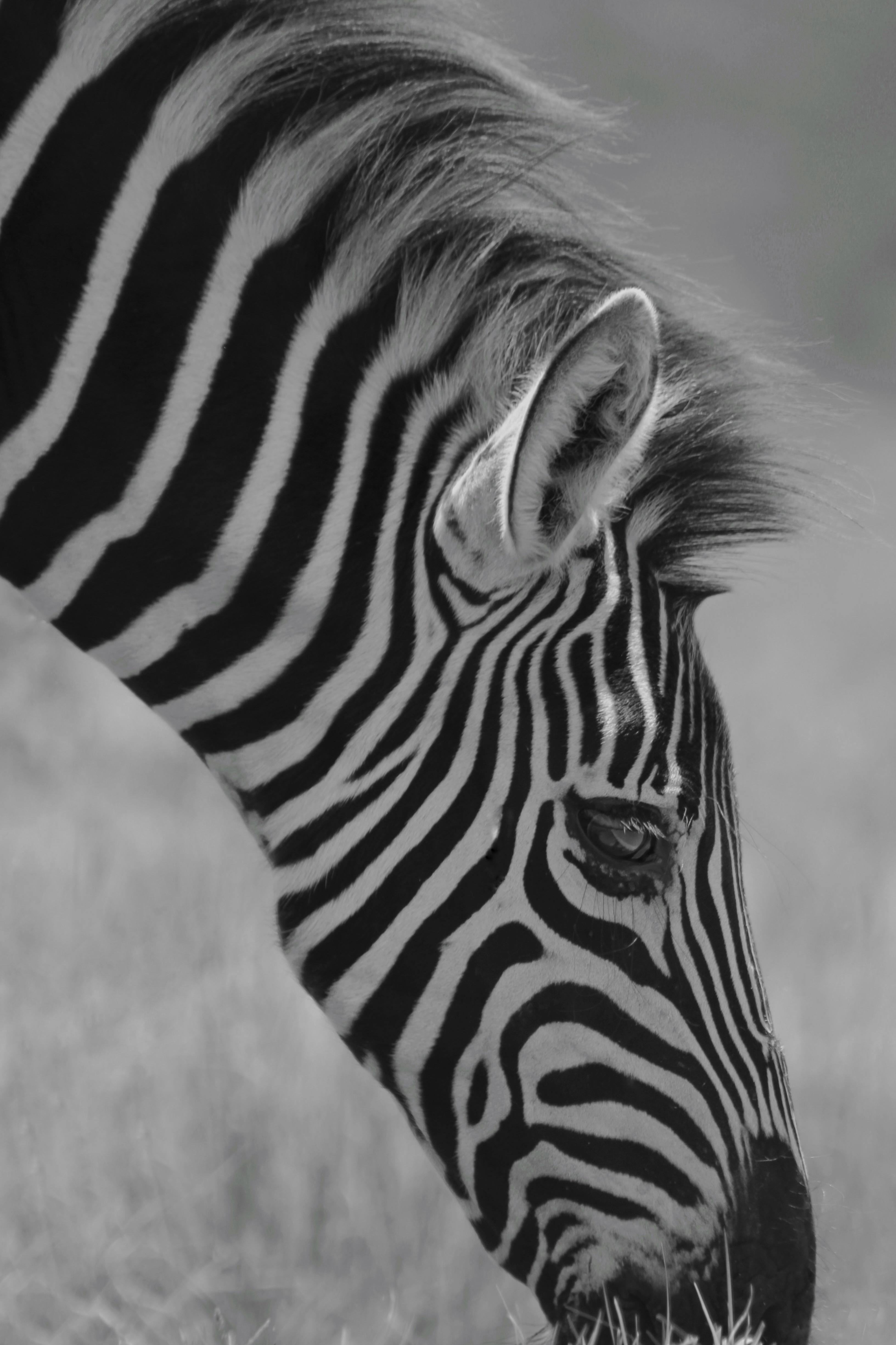 Zebra Black And White Photos, Download The BEST Free Zebra Black And ...