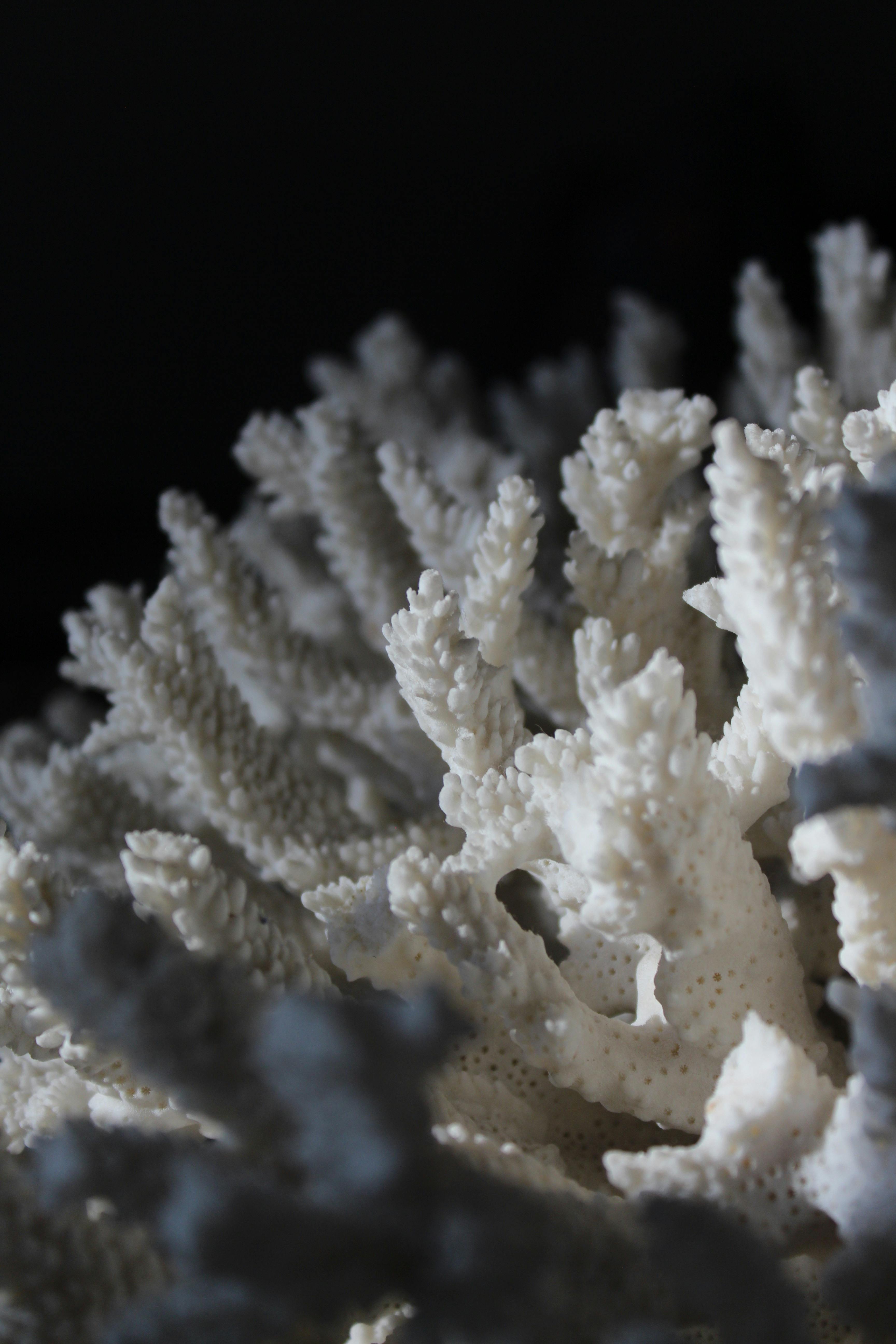 Sea Life in Dark · Free Stock Photo