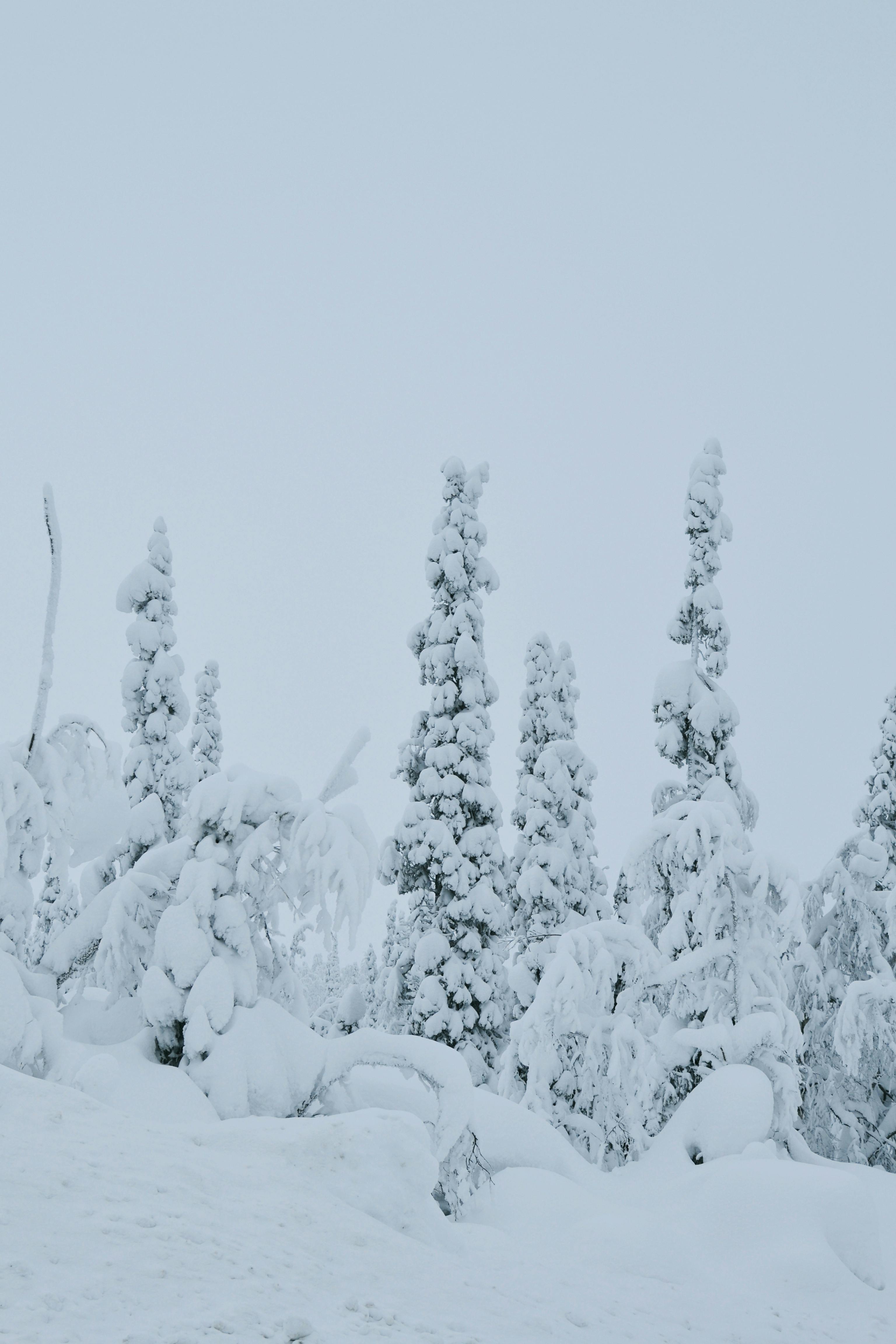 Photography of Trees Covered With Snow · Free Stock Photo