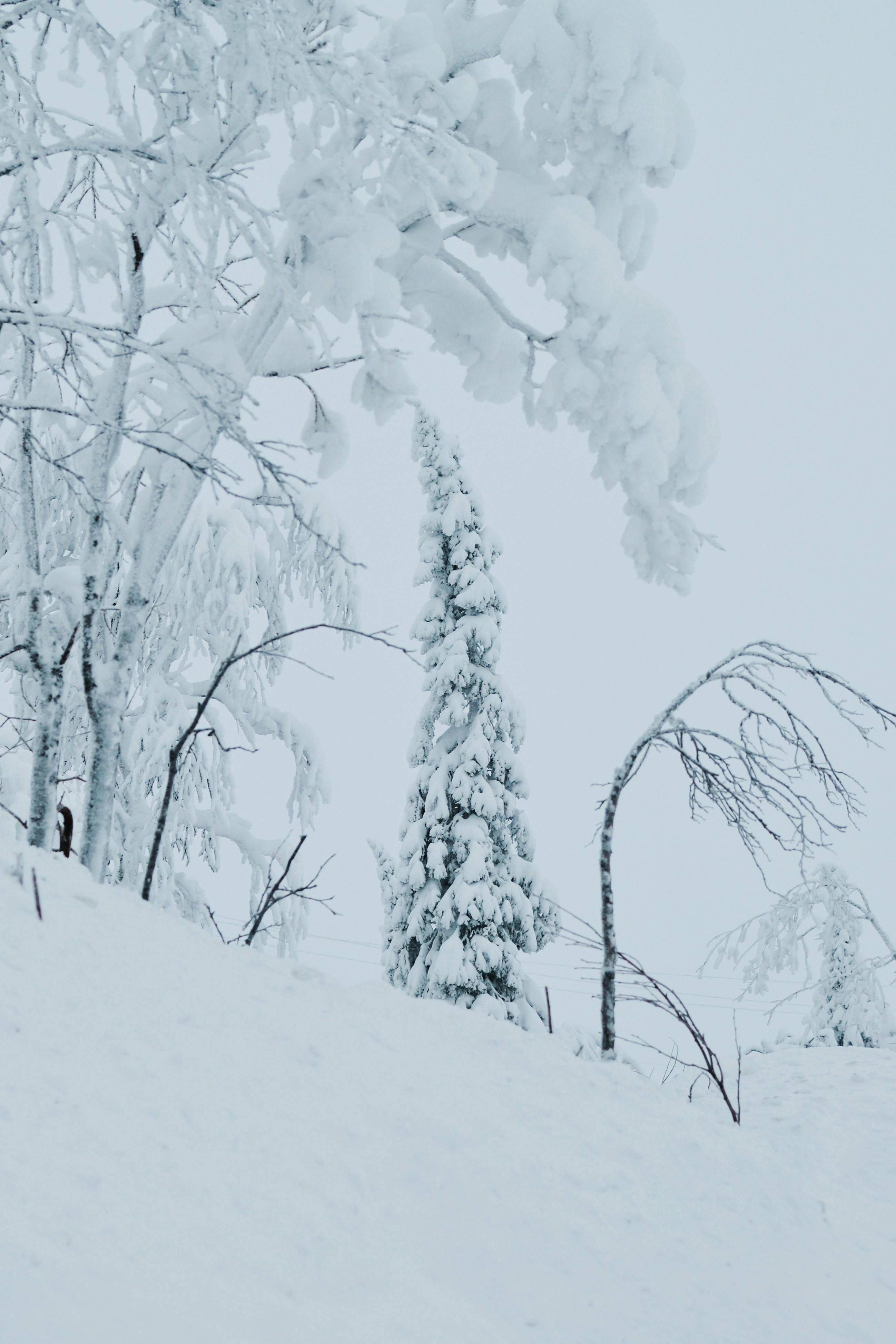 Photo of Trees in Winter · Free Stock Photo