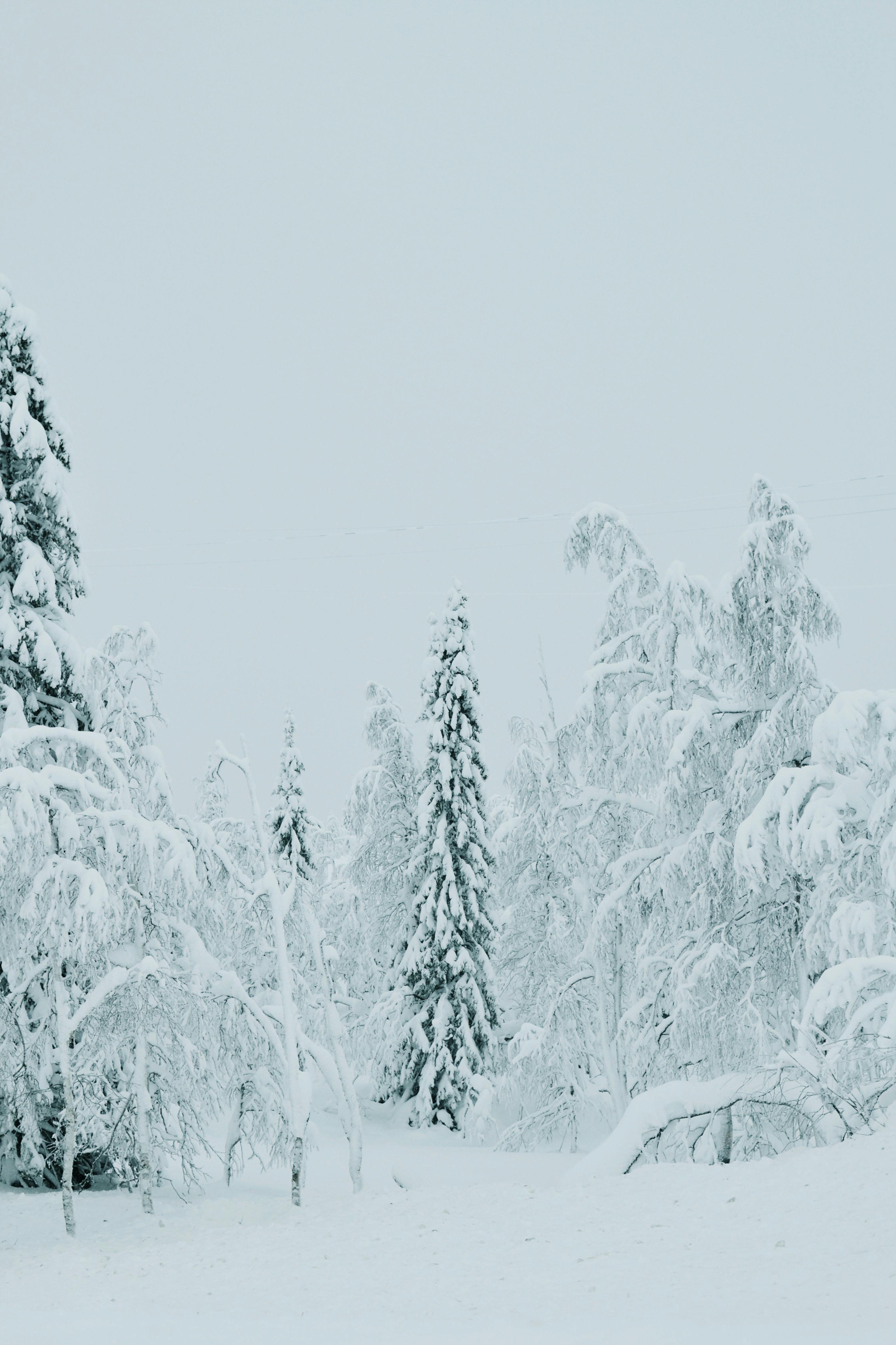 Snow Covered Trees · Free Stock Photo