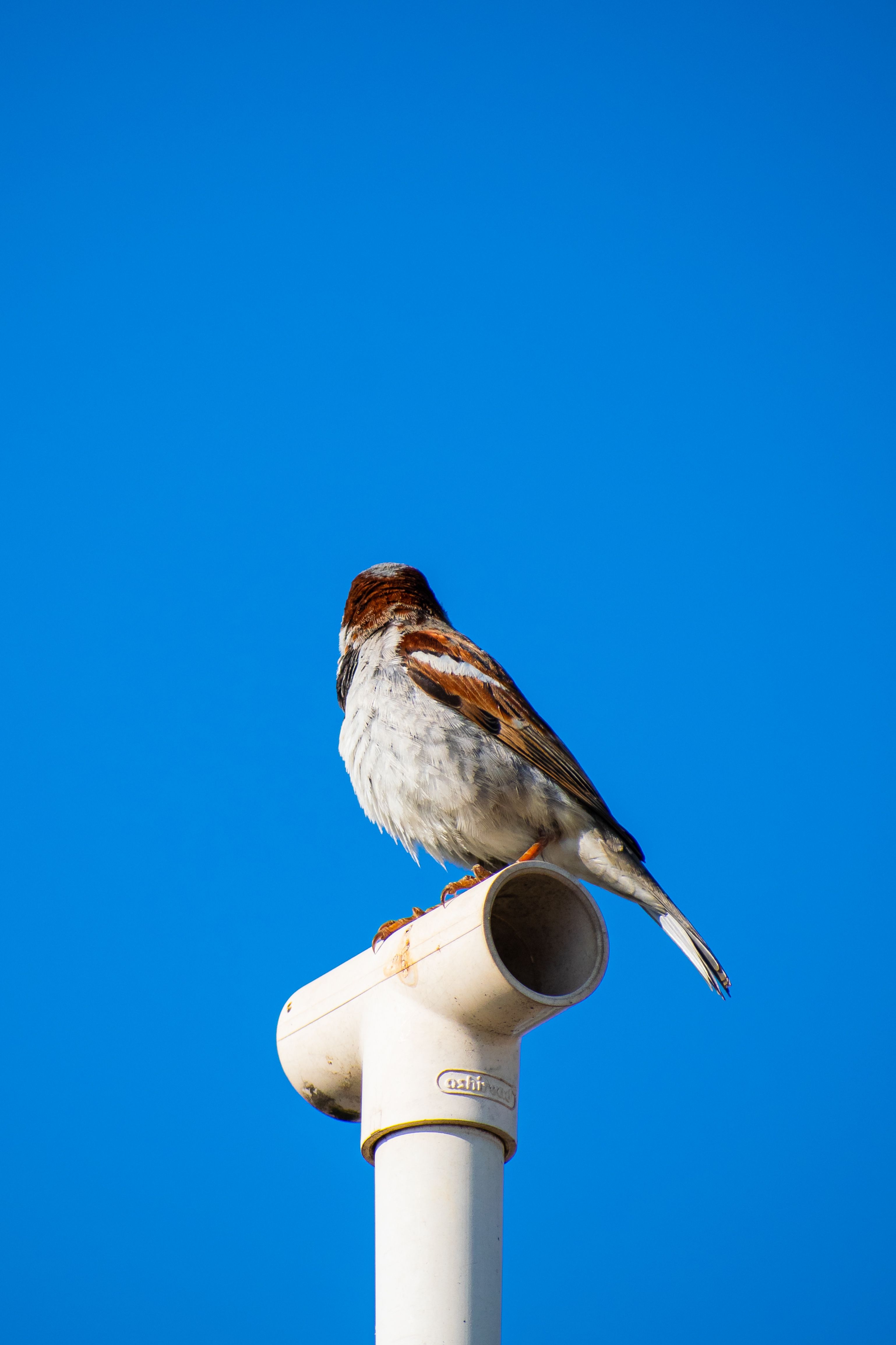 Cute Three Sparrows · Free Stock Photo