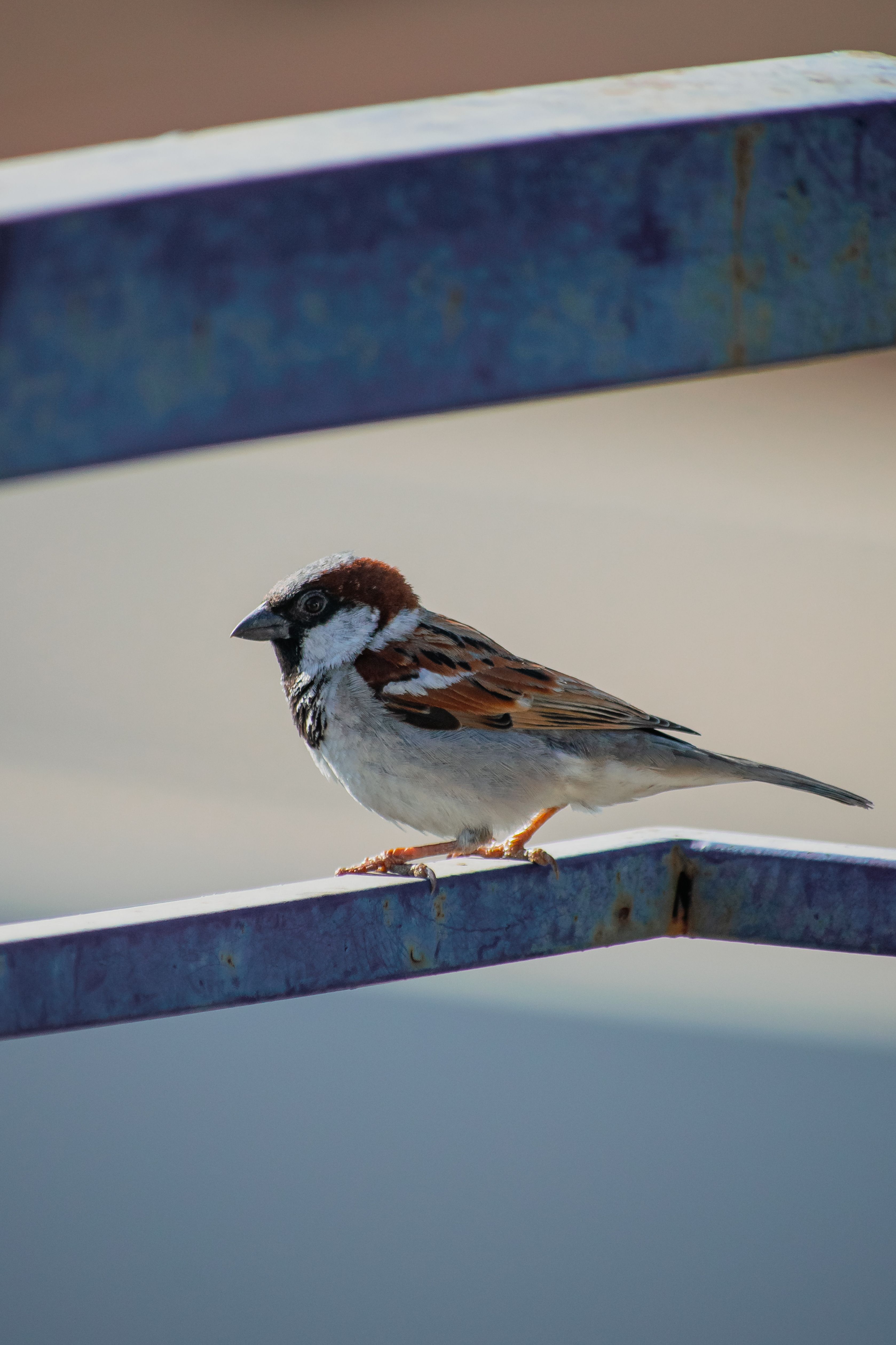 Cute Three Sparrows · Free Stock Photo