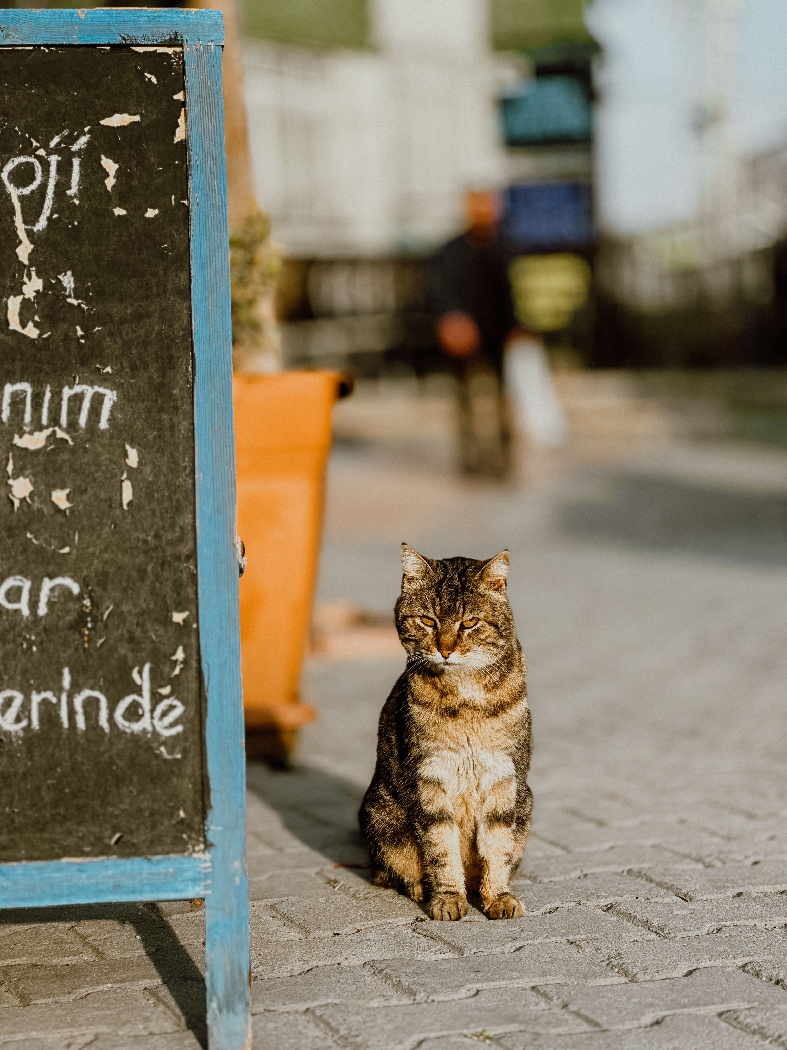 Fat Tabby Cat · Free Stock Photo