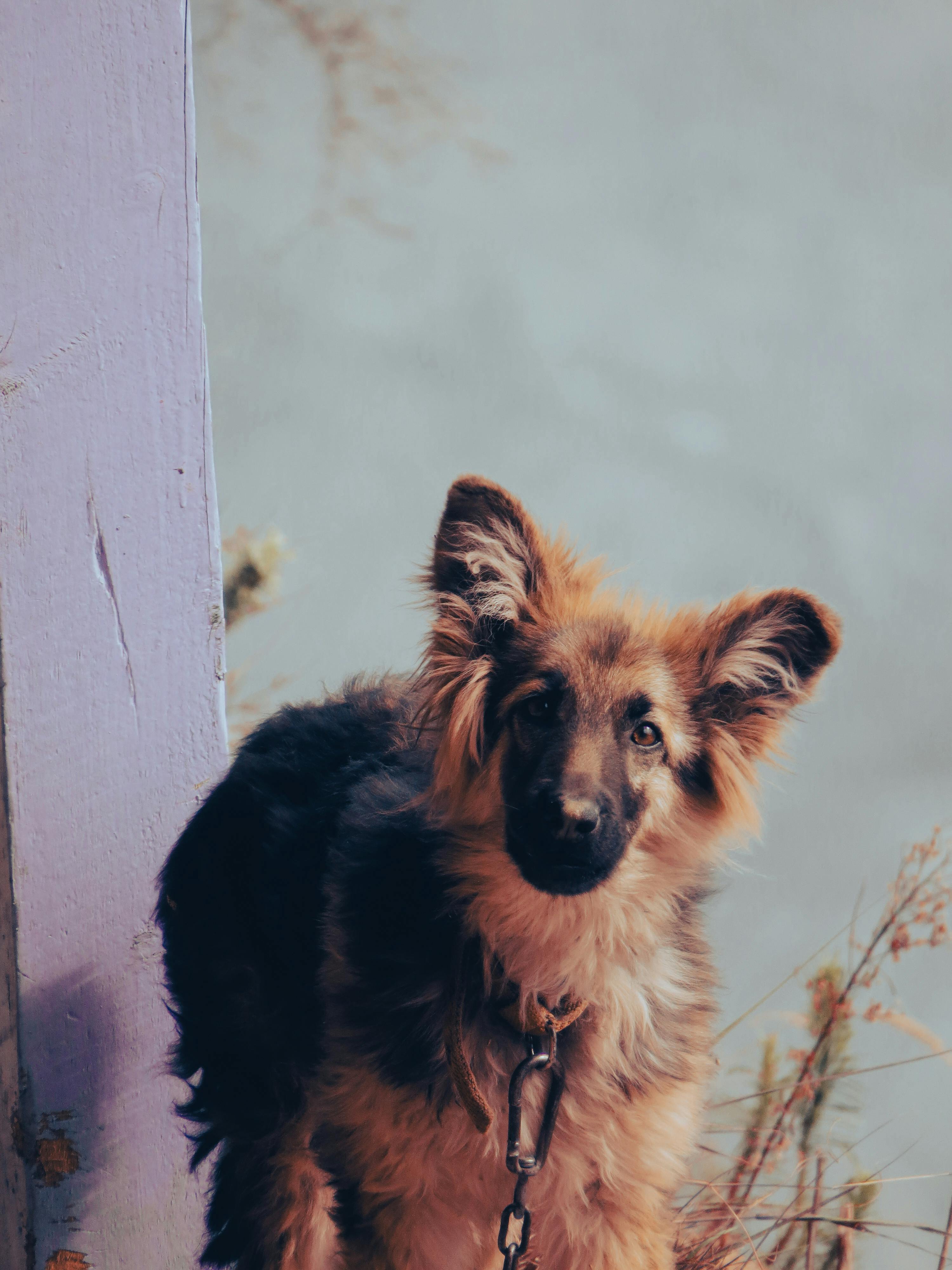 Close-up of a Chained Dog · Free Stock Photo