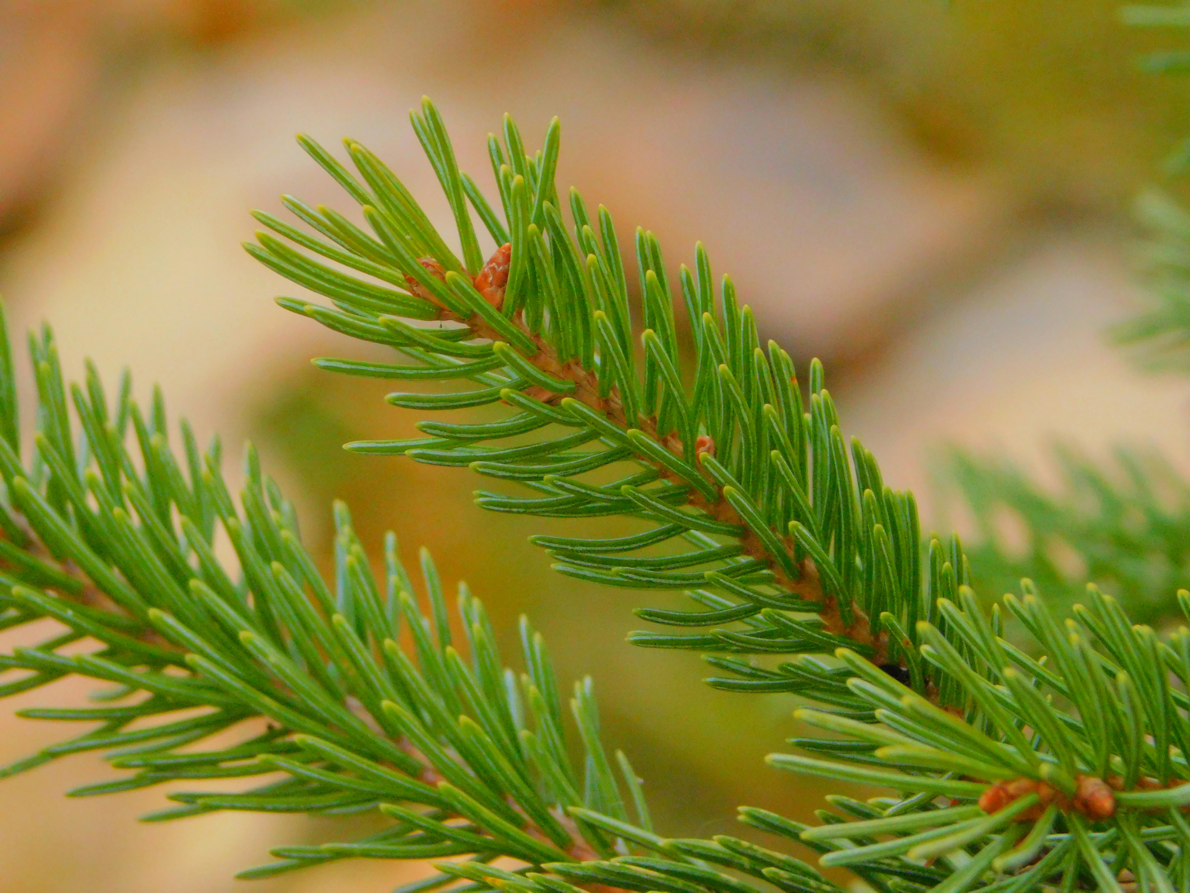 Photo gratuite de branches de pin, fermer la vue