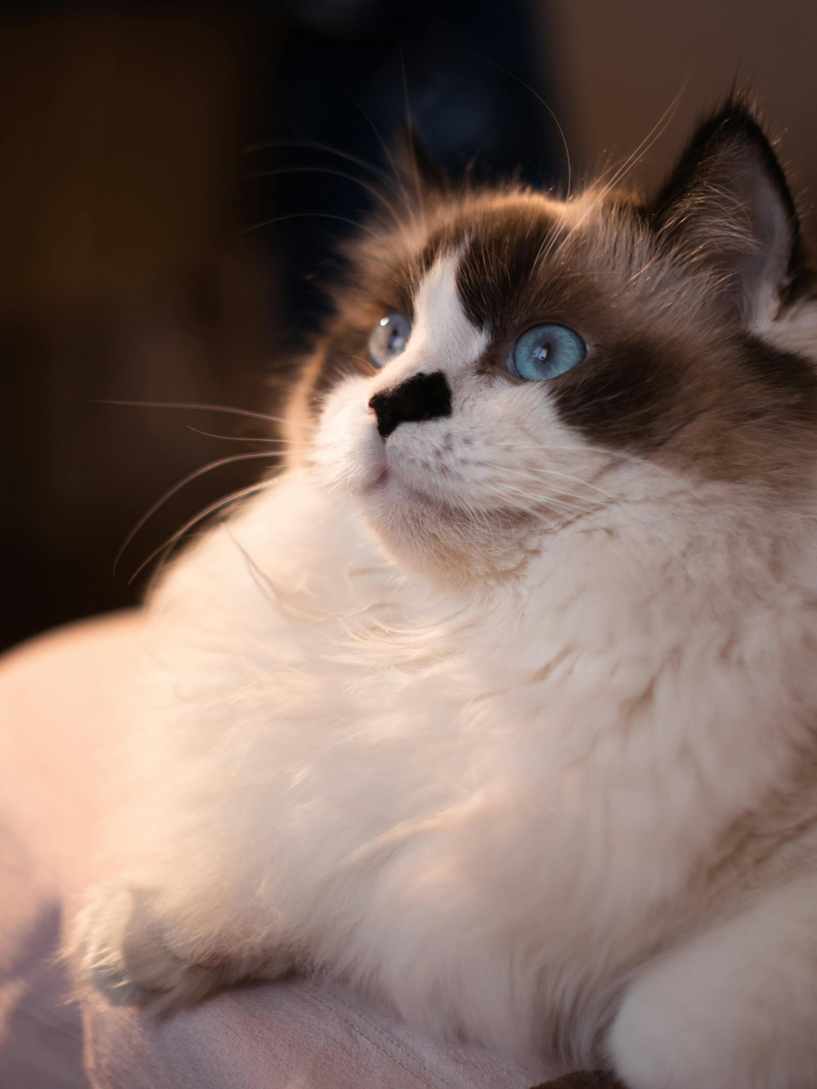 Ragdoll 1920x1080 Photos, Download The BEST Free Ragdoll 1920x1080 ...