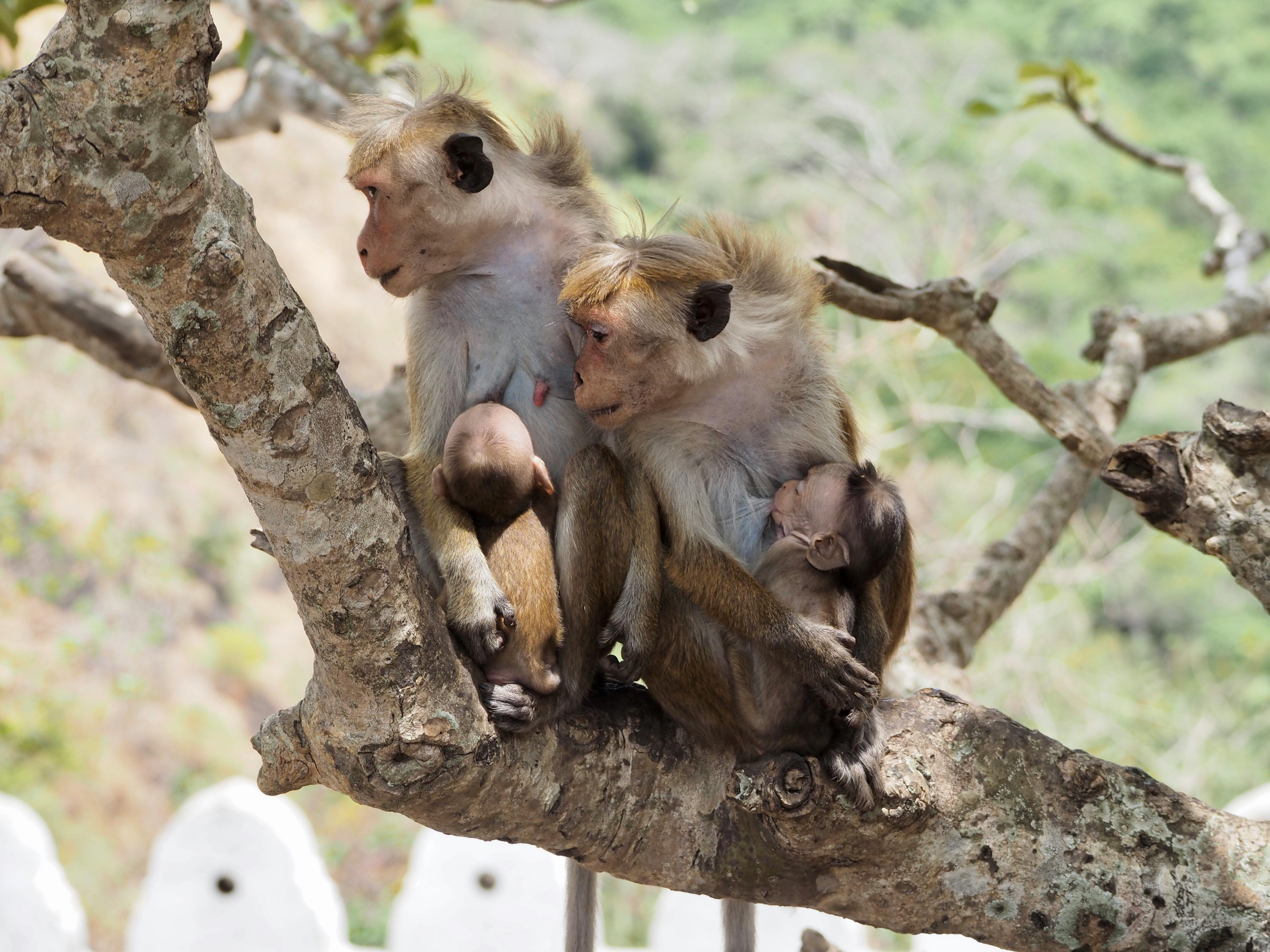A Group of Monkeys Sitting on a Tree Branch · Free Stock Photo