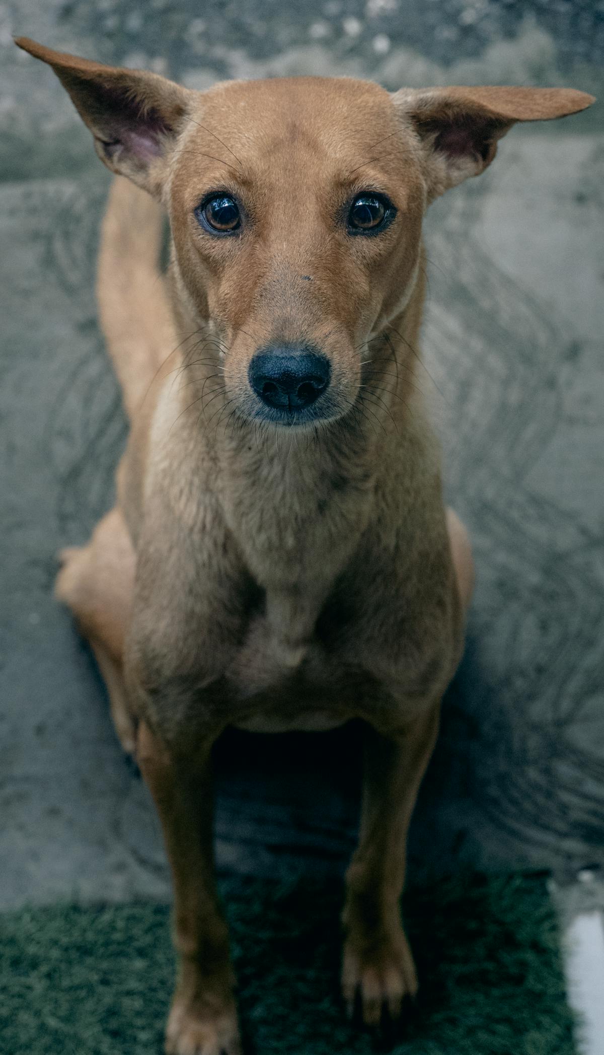 Indie Dog Photos, Download The BEST Free Indie Dog Stock Photos & HD Images