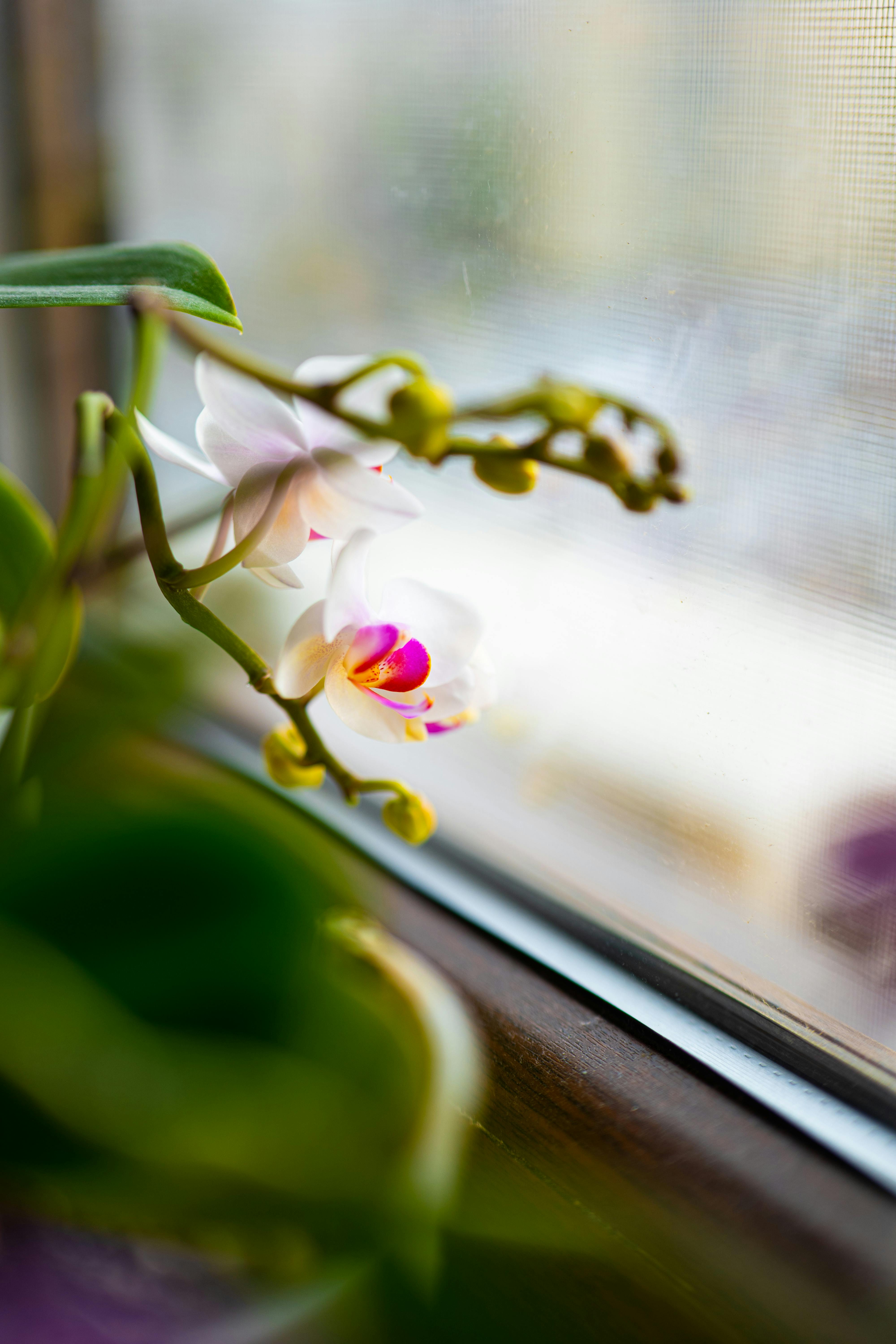 Plant with Flowers near Window · Free Stock Photo