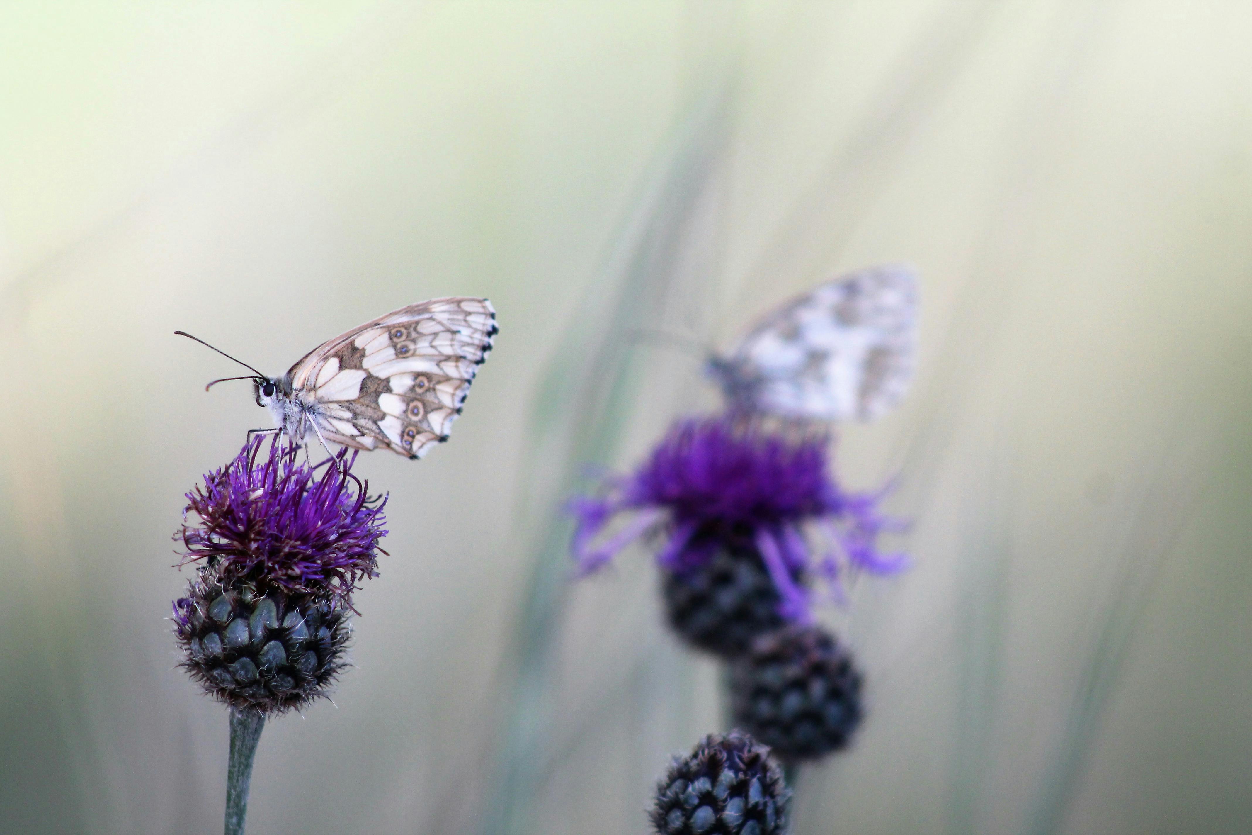 Butterfly Purple Photos, Download The BEST Free Butterfly Purple Stock ...