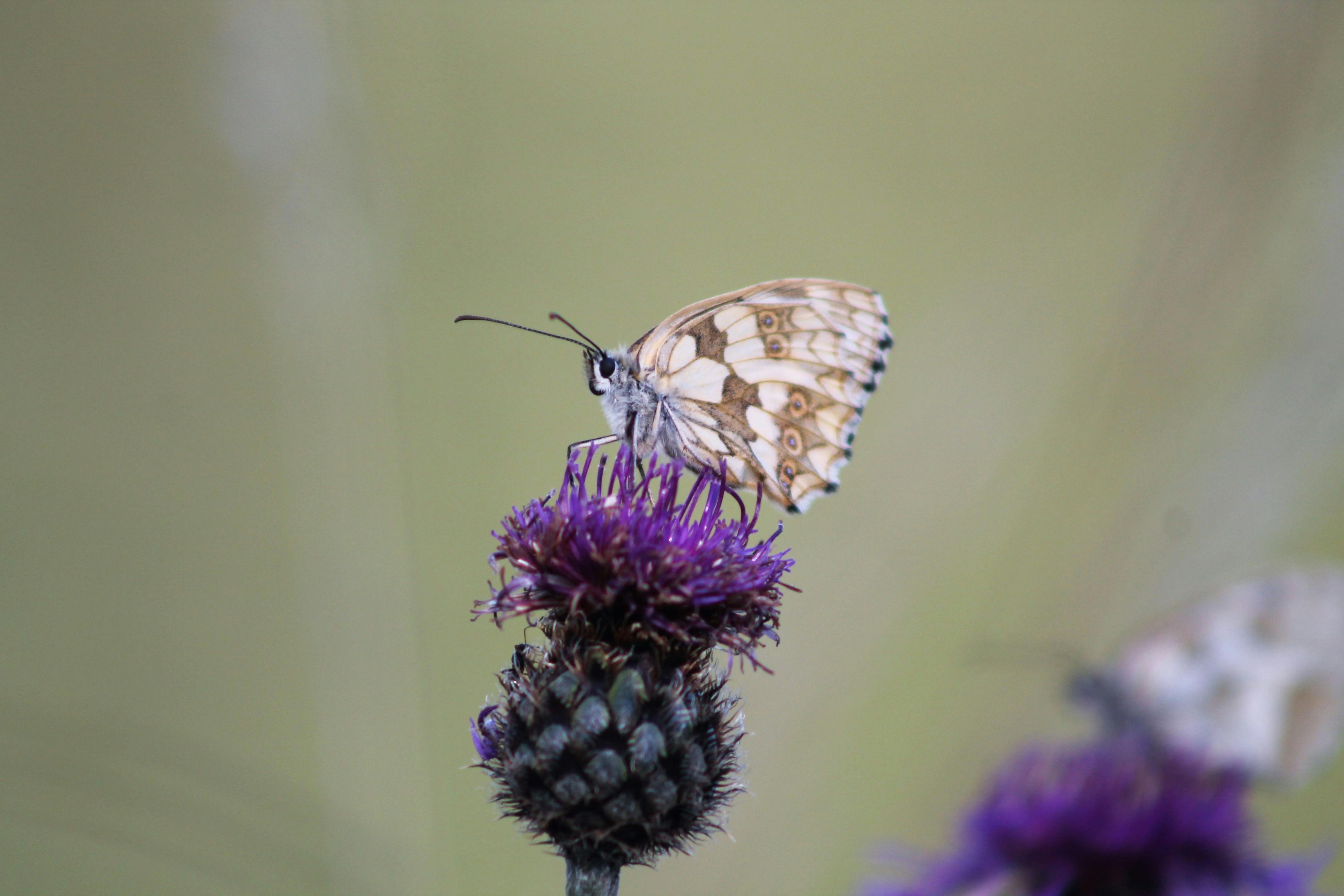 Photo of a Butterfly · Free Stock Photo