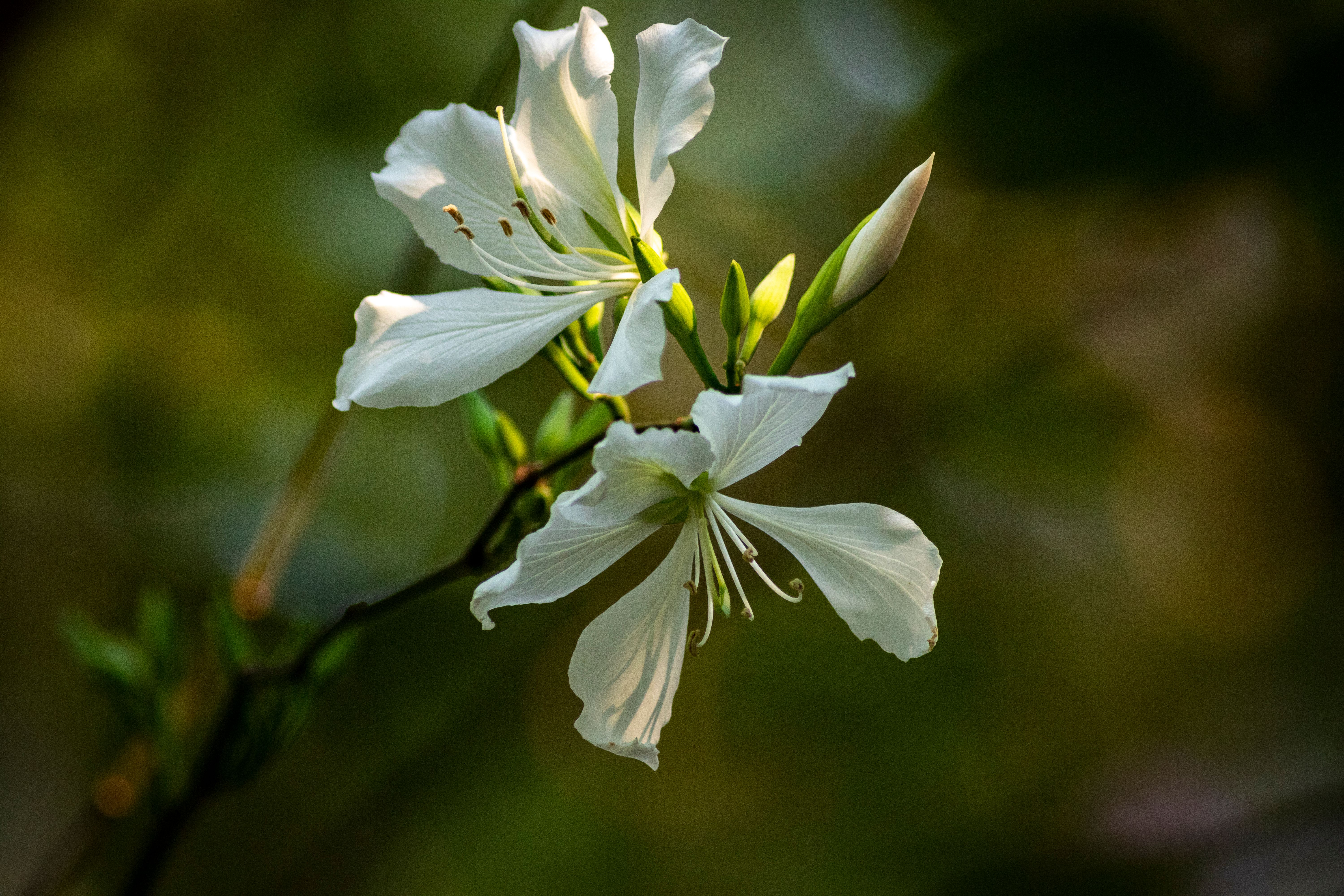 Close-up of White Flowers · Free Stock Photo