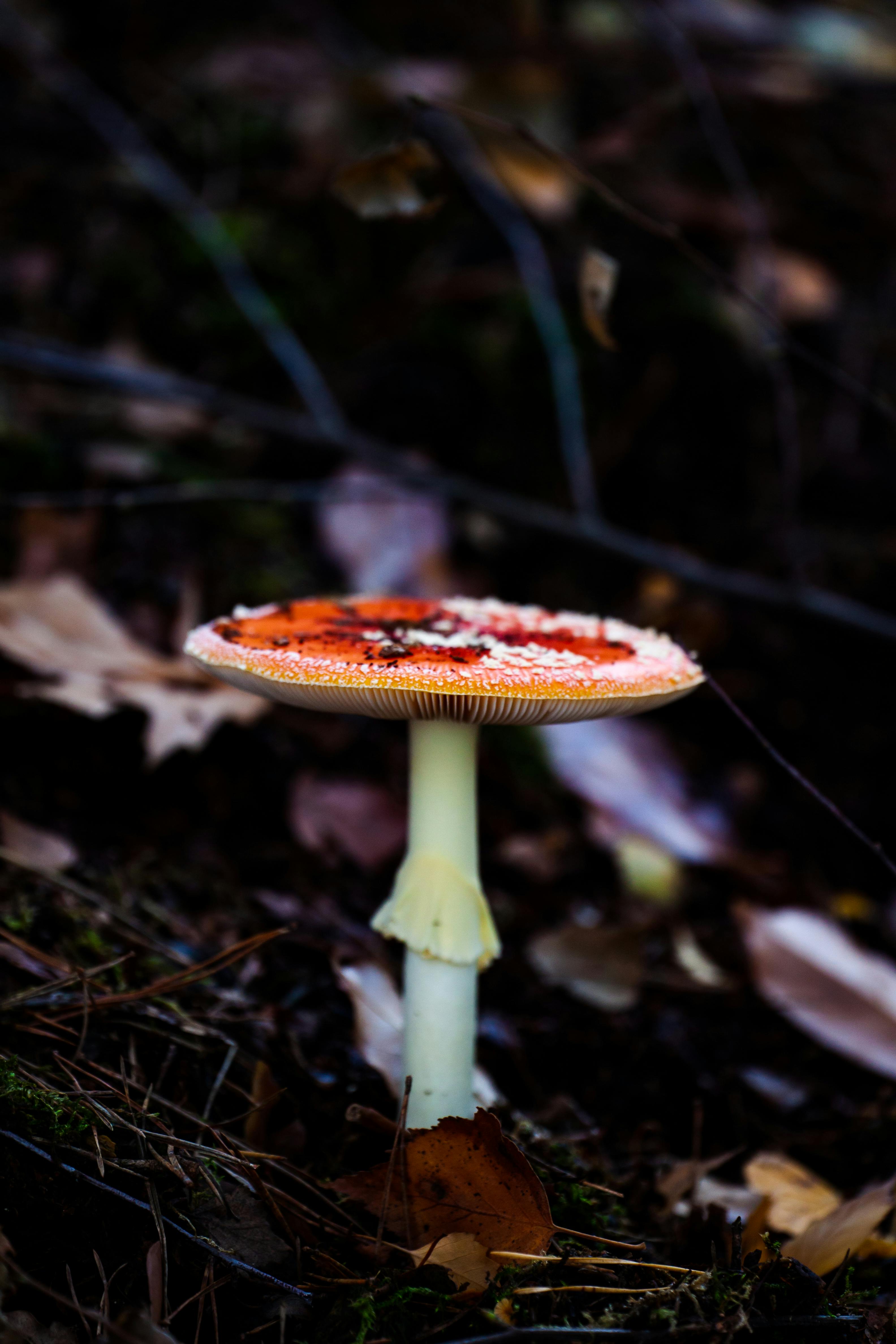 Close-up of a Toadstool · Free Stock Photo