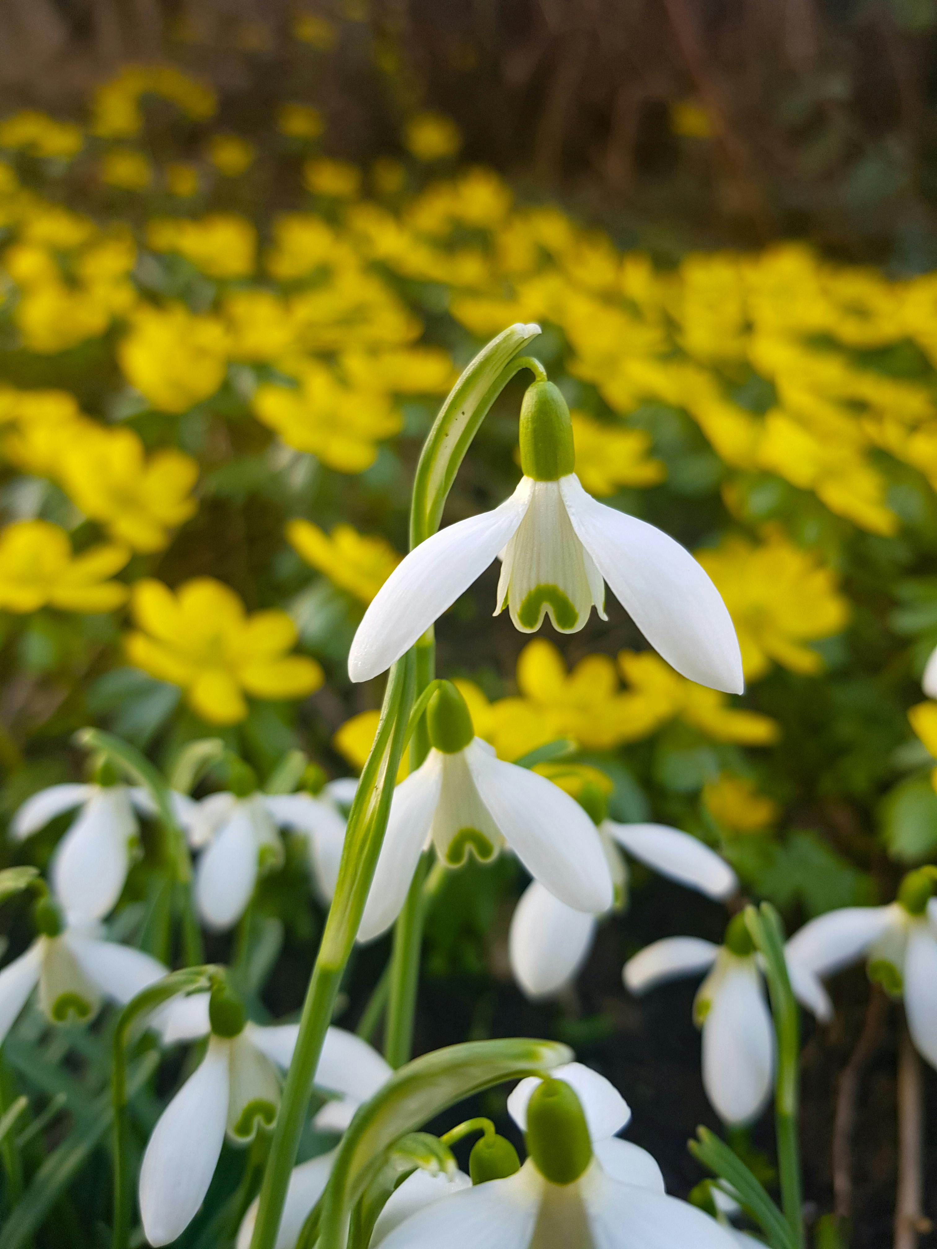 Beautiful Snowdrop Flower · Free Stock Photo