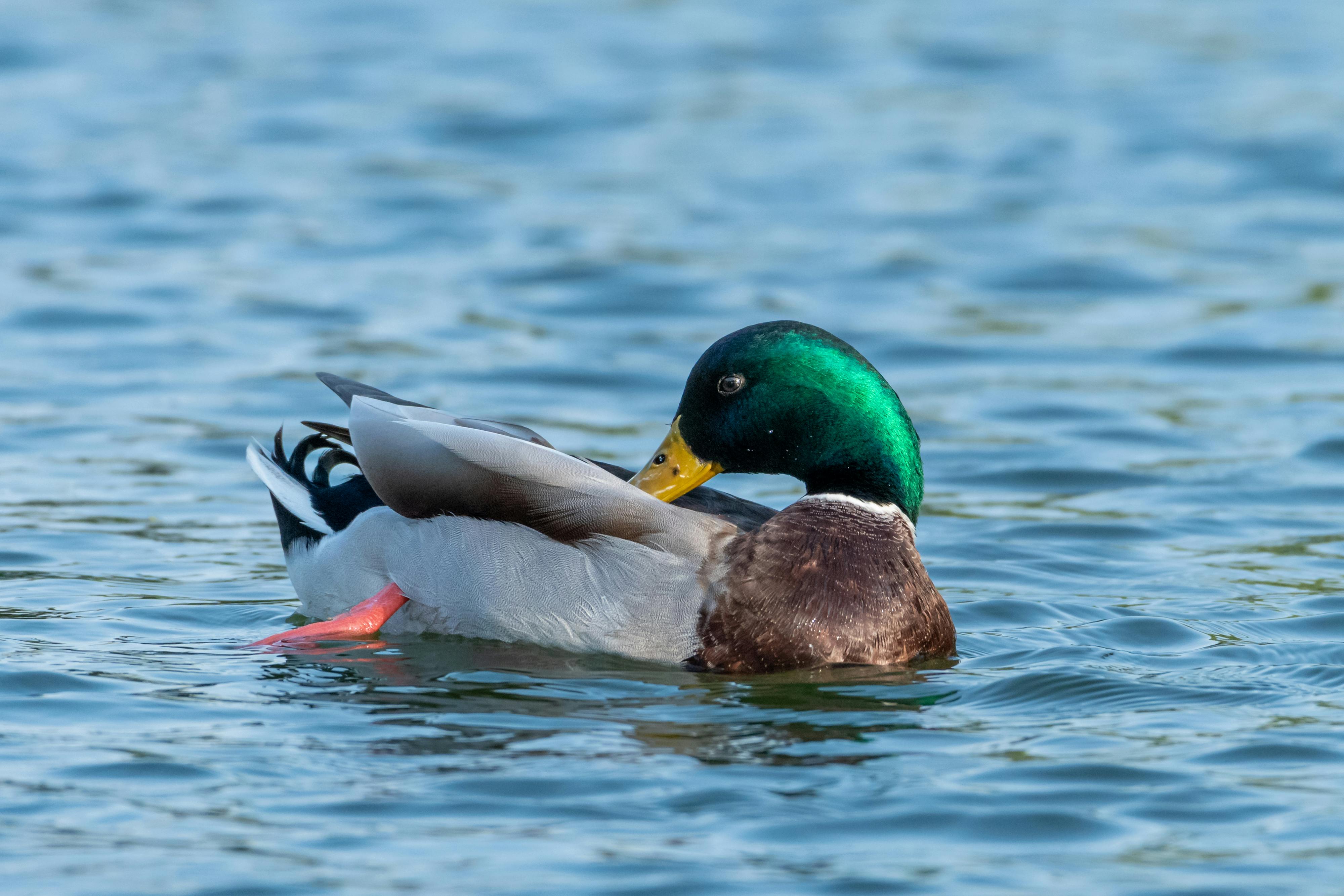Photo of a Mallard Duck · Free Stock Photo