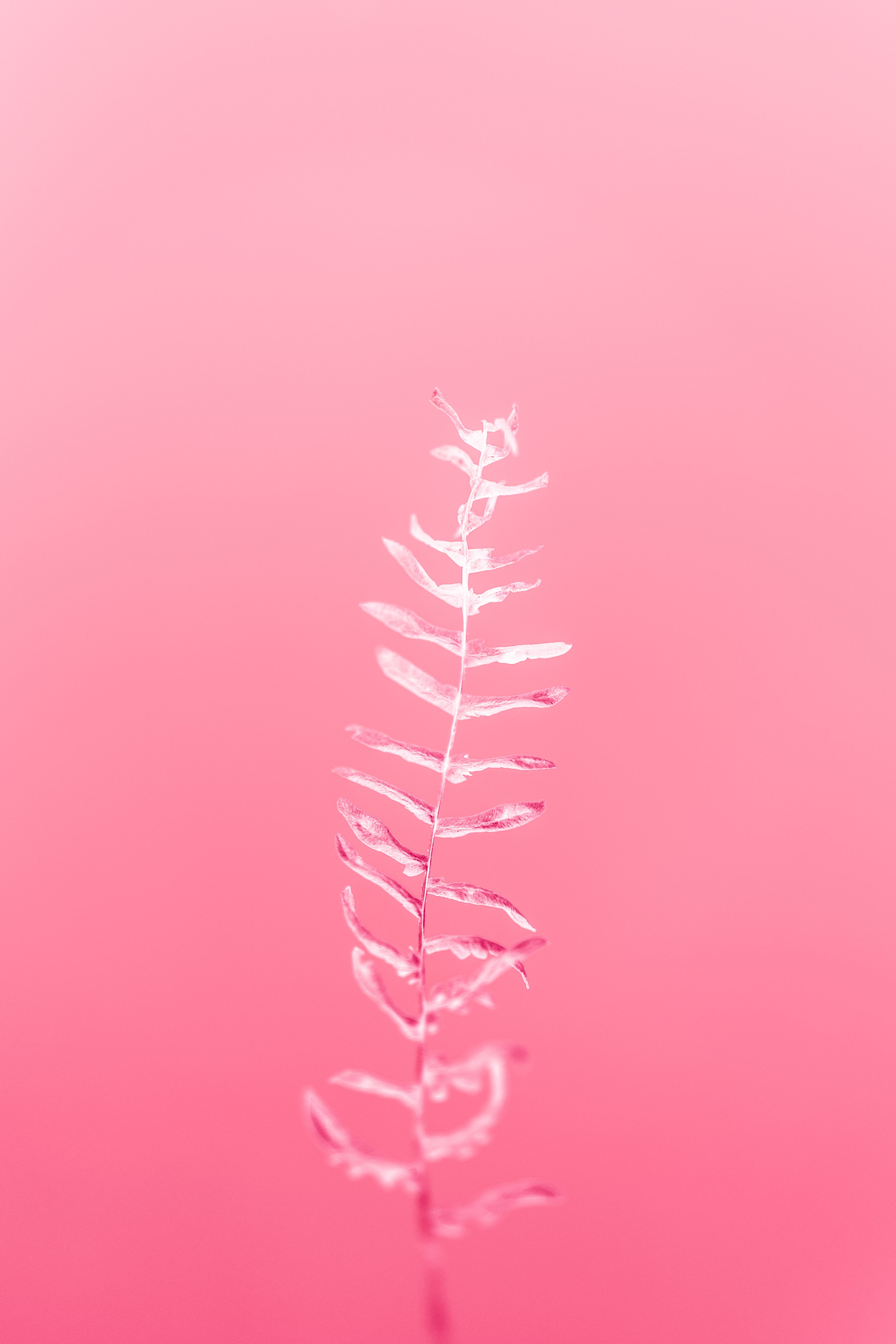 Shades of pink. · Free Stock Photo