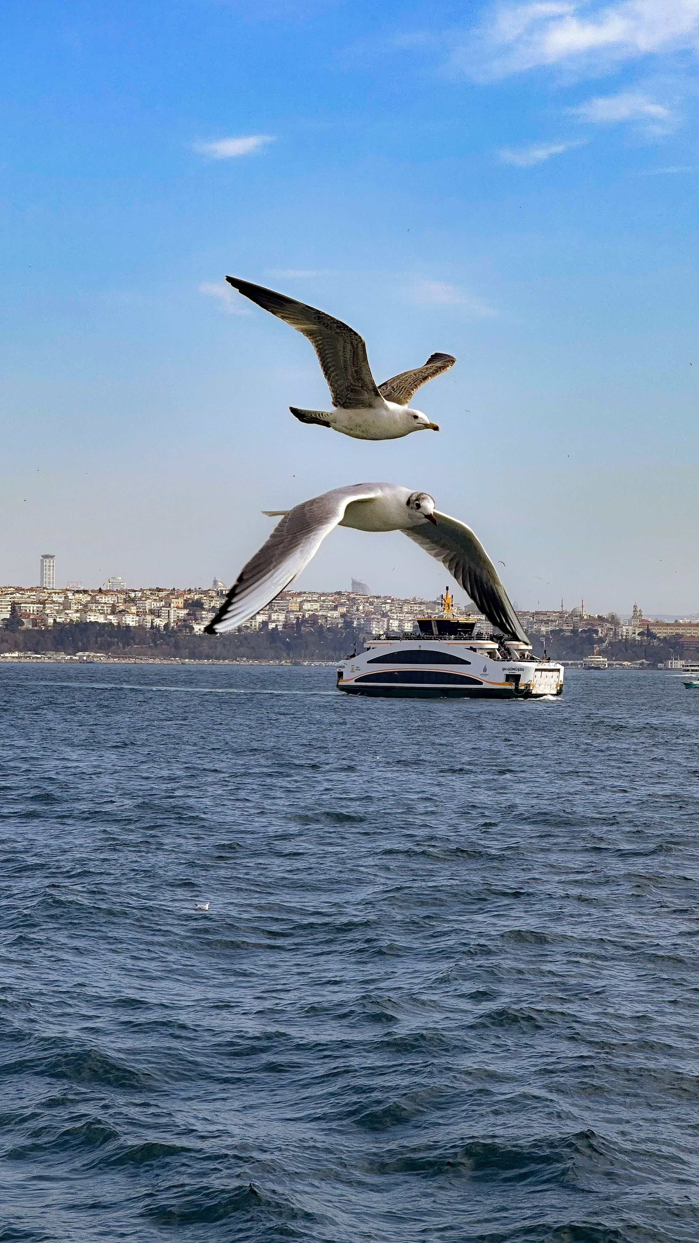 Seagulls Flying with Ferry Sailing behind · Free Stock Photo