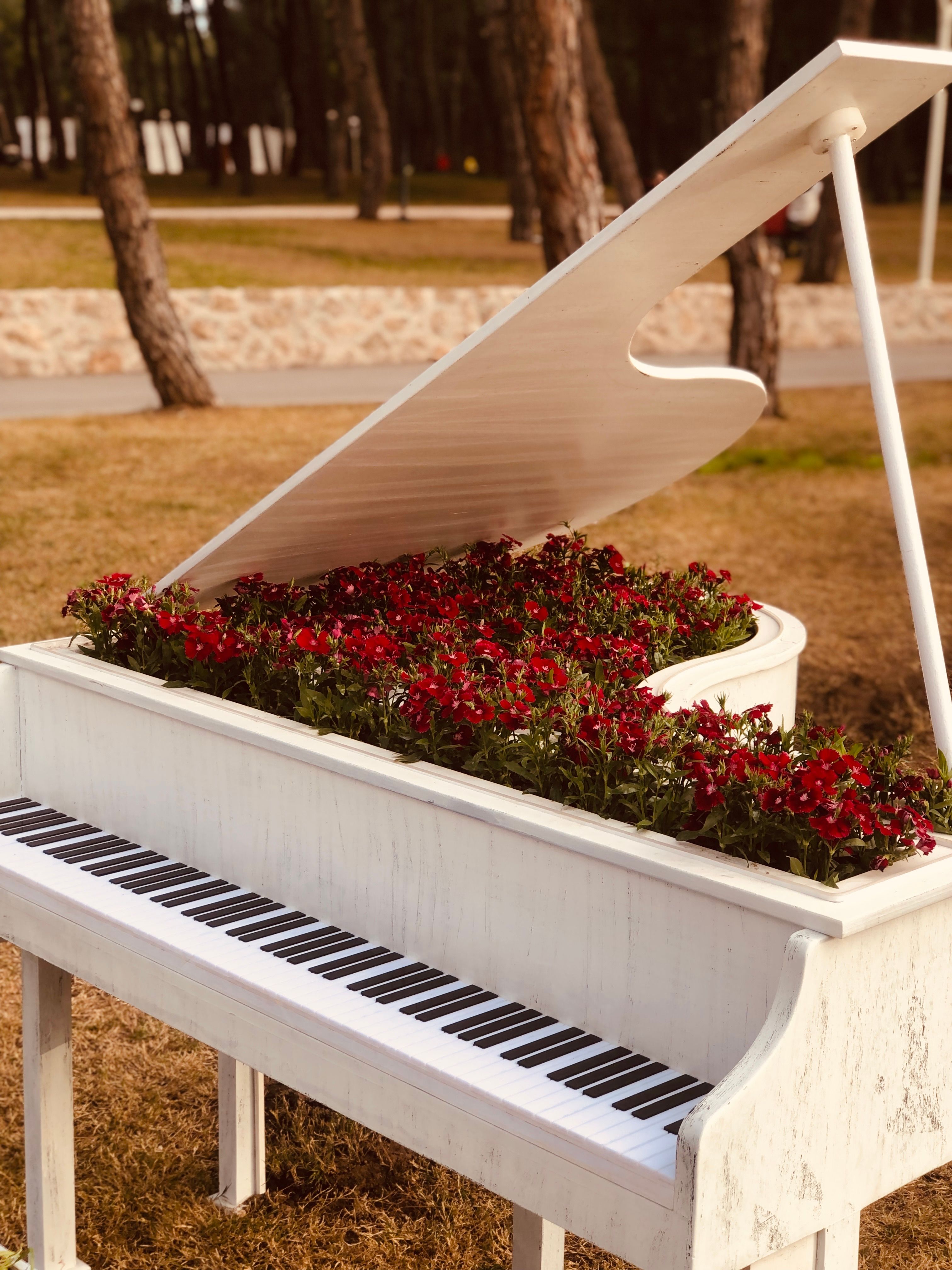 Flowers in Piano · Free Stock Photo