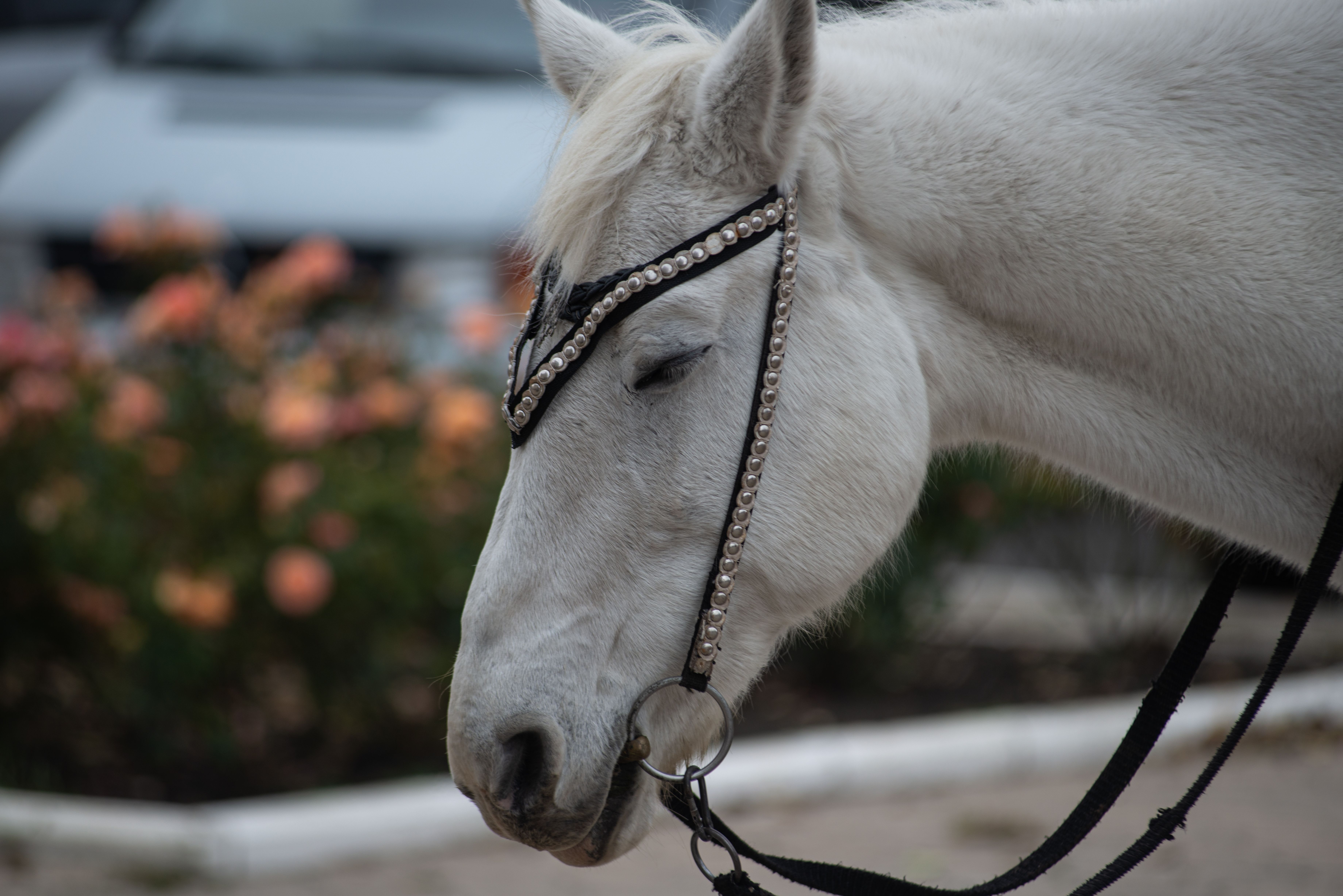 Beaded Bridle Photos, Download The BEST Free Beaded Bridle Stock Photos ...