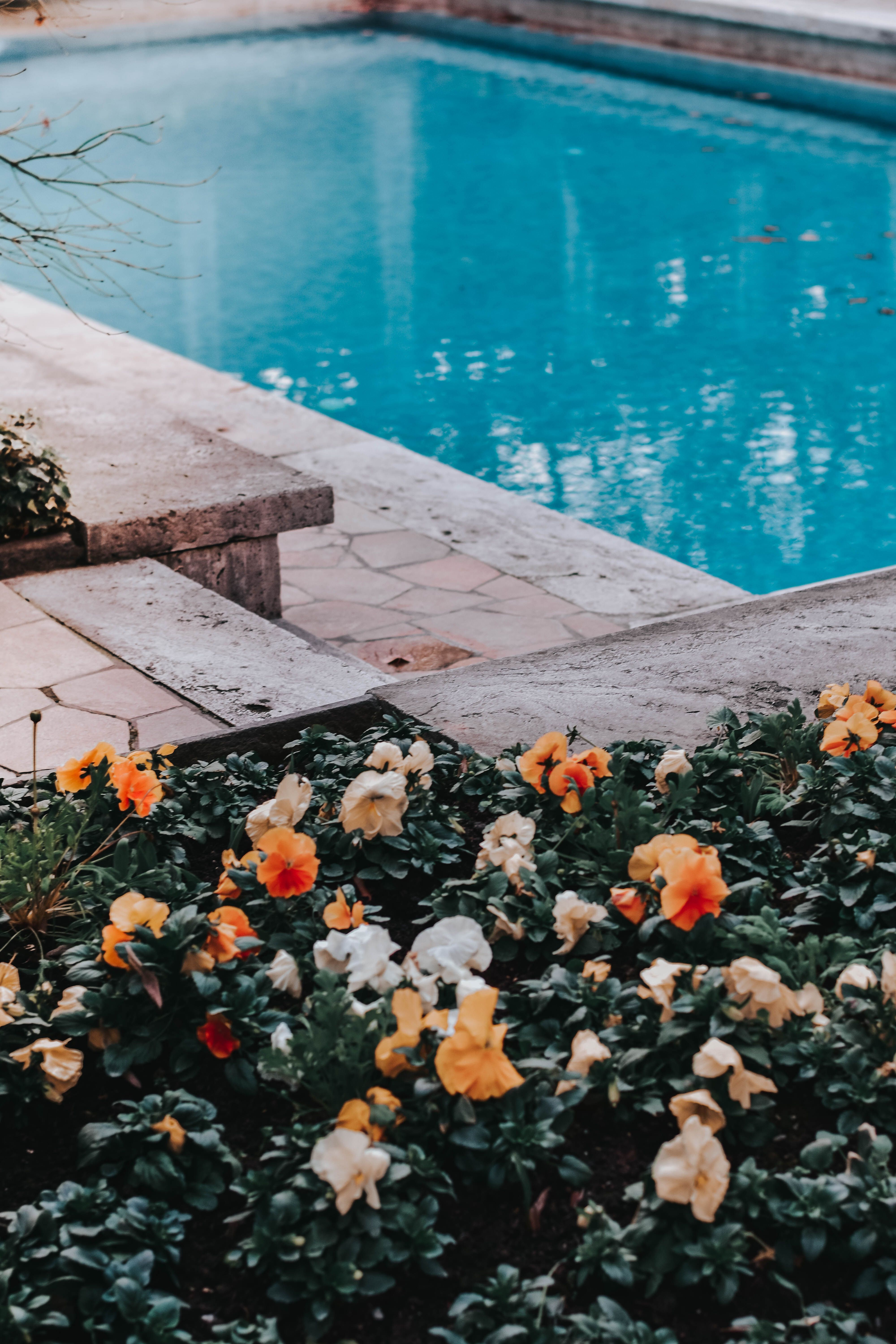 Garden With Swimming Pool, Flowers Photos, Download The BEST Free ...
