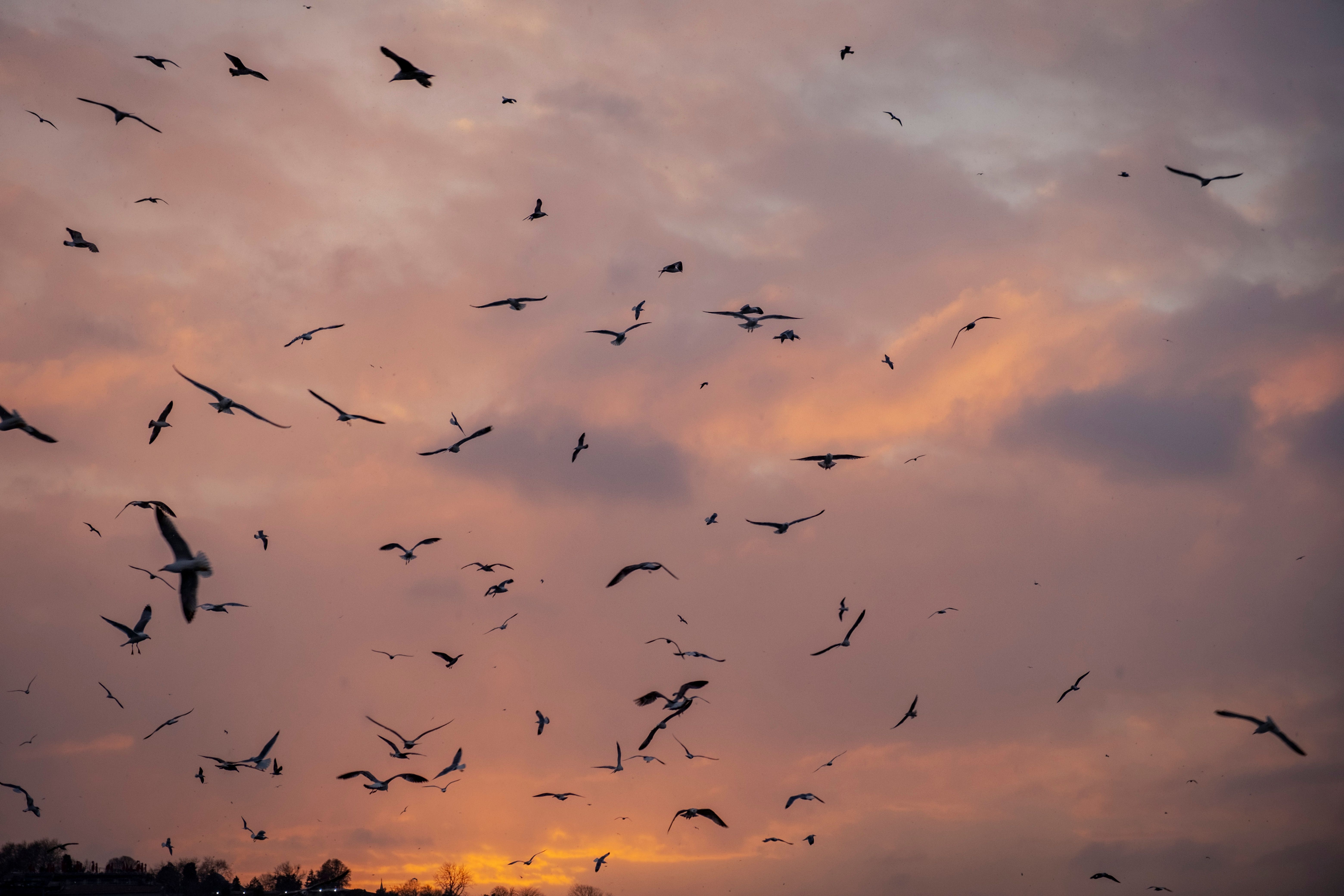 Seagulls Flying under Clouds at Sunset · Free Stock Photo