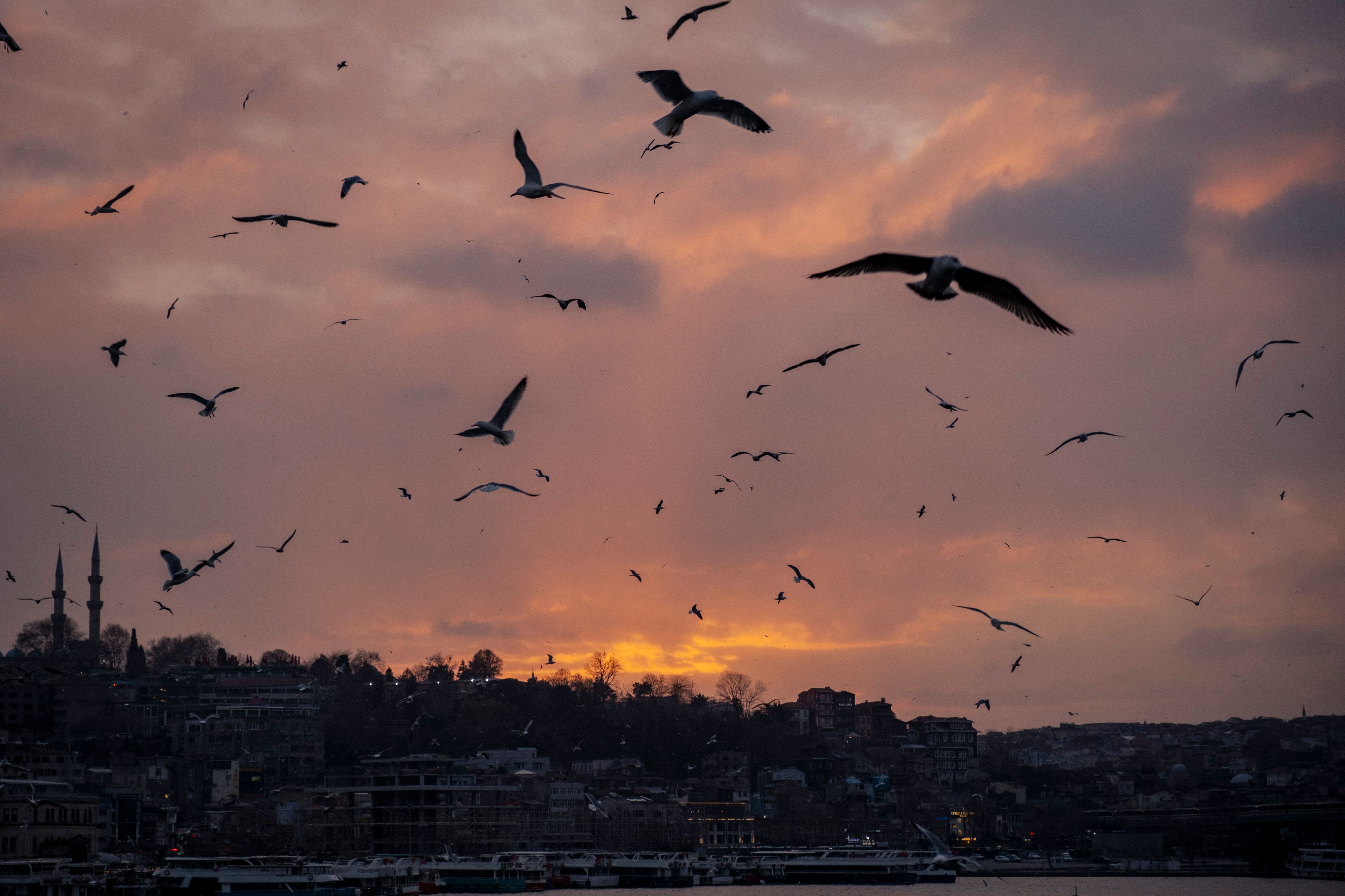 Eastern Migration Photos, Download The BEST Free Eastern Migration ...