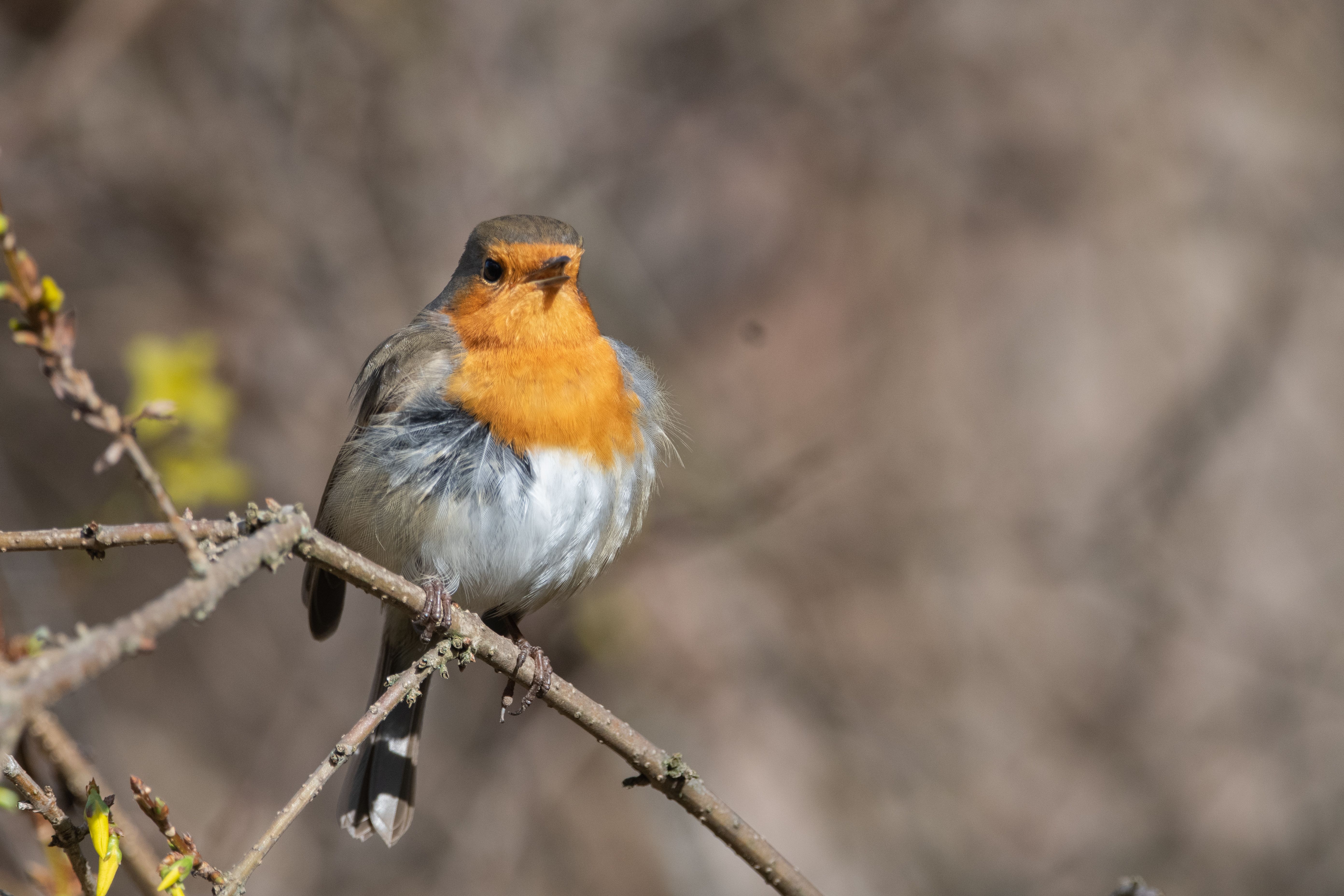 European Robin Sitting on a Twig · Free Stock Photo