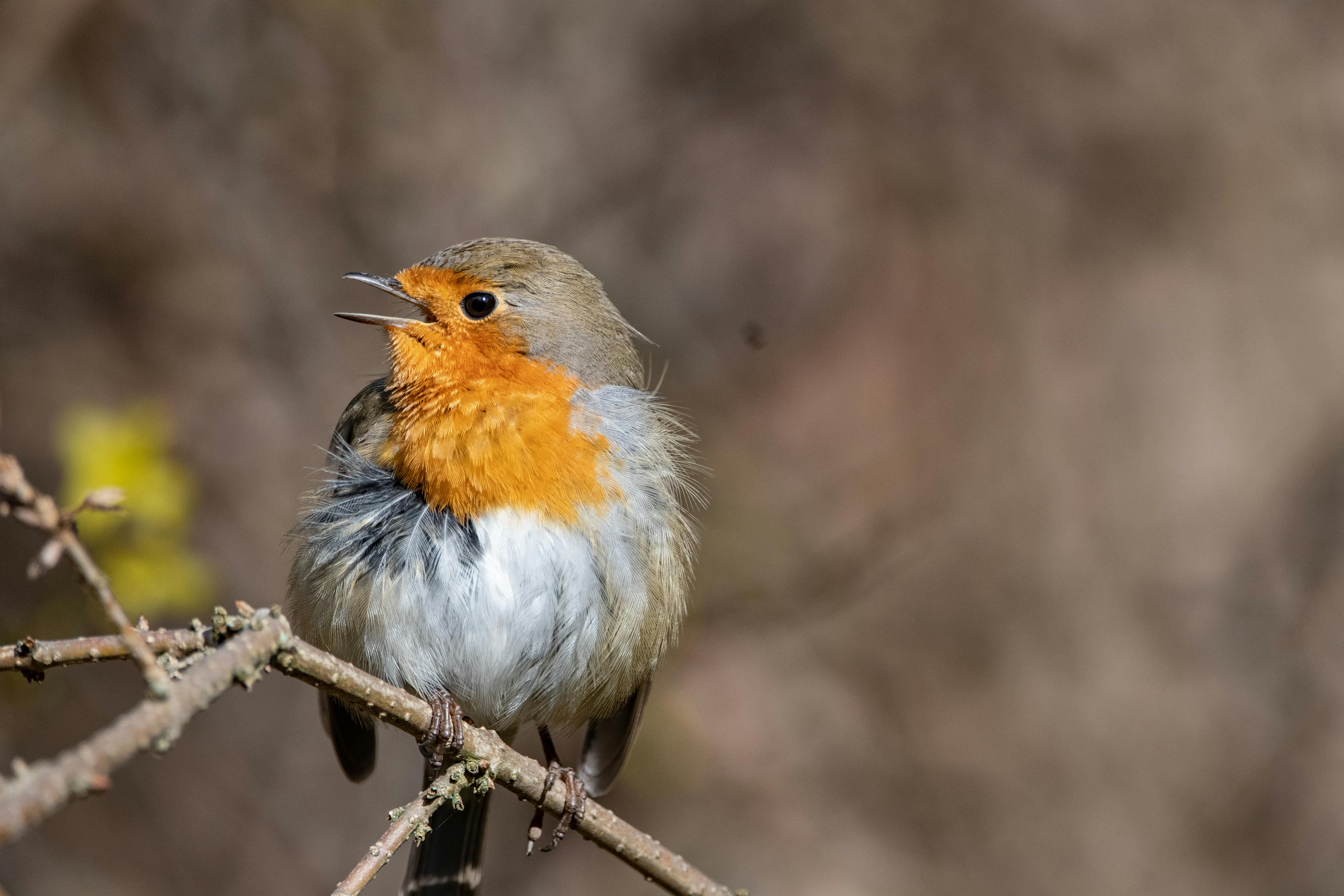 Chirping European Robin Perching on a Twig · Free Stock Photo