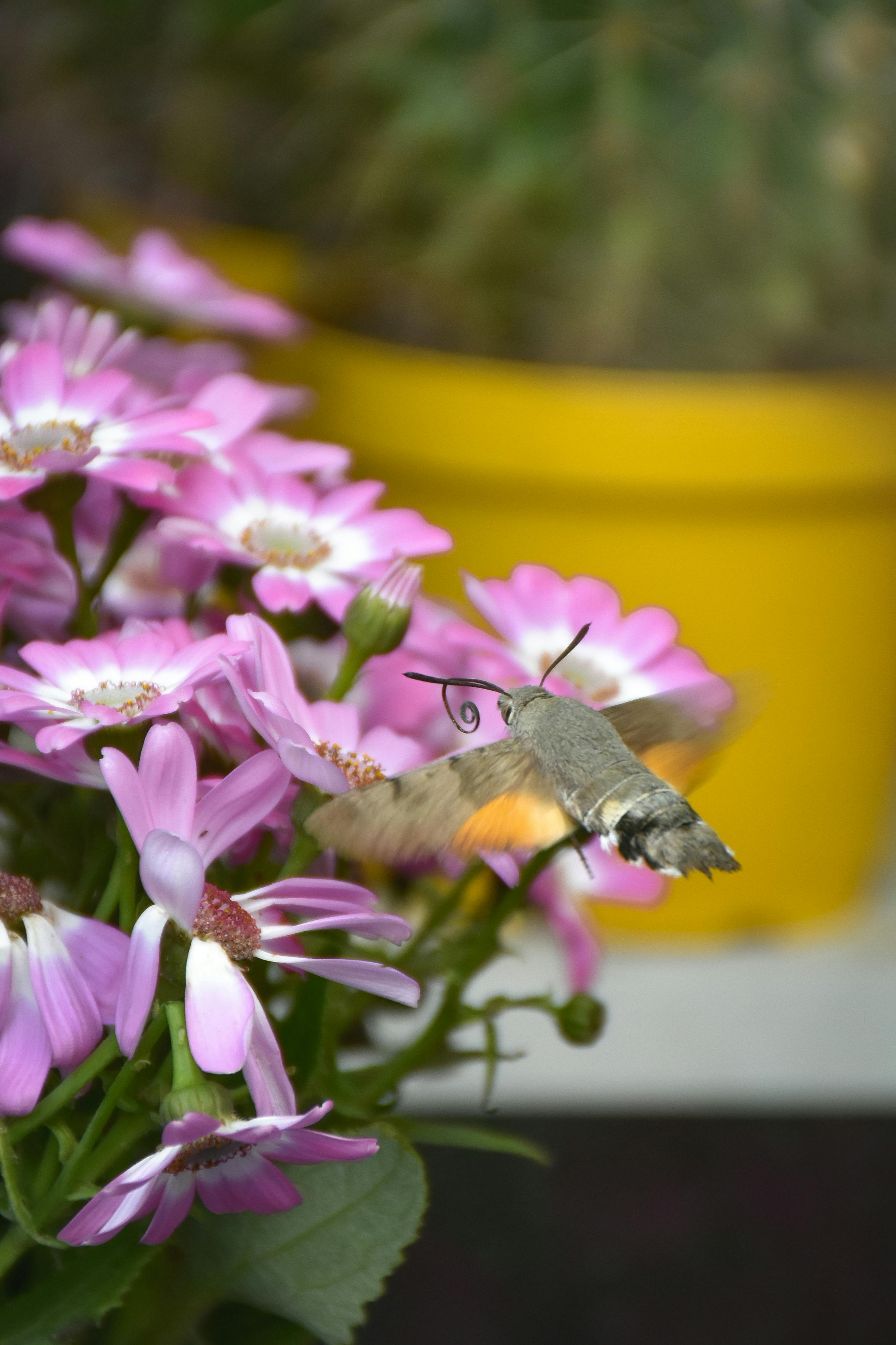 Brown Moth Hovering over Purple Flower · Free Stock Photo