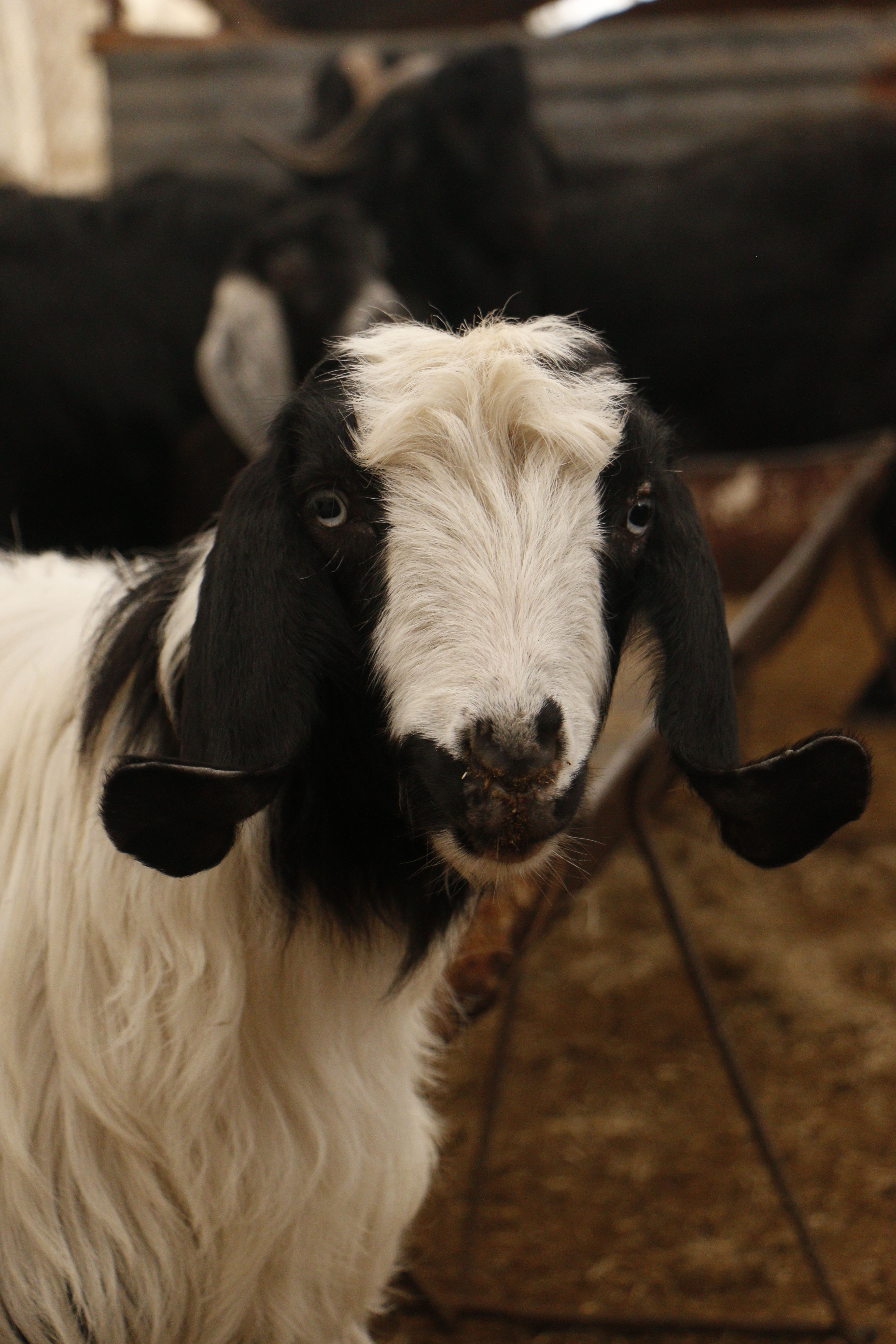 Goat Fivem Photos, Download The BEST Free Goat Fivem Stock Photos & HD ...