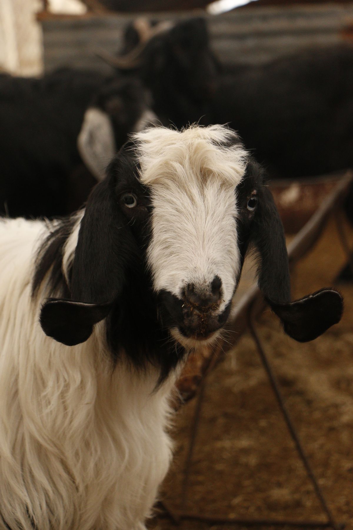 Black And White Goat Photos, Download The BEST Free Black And White ...