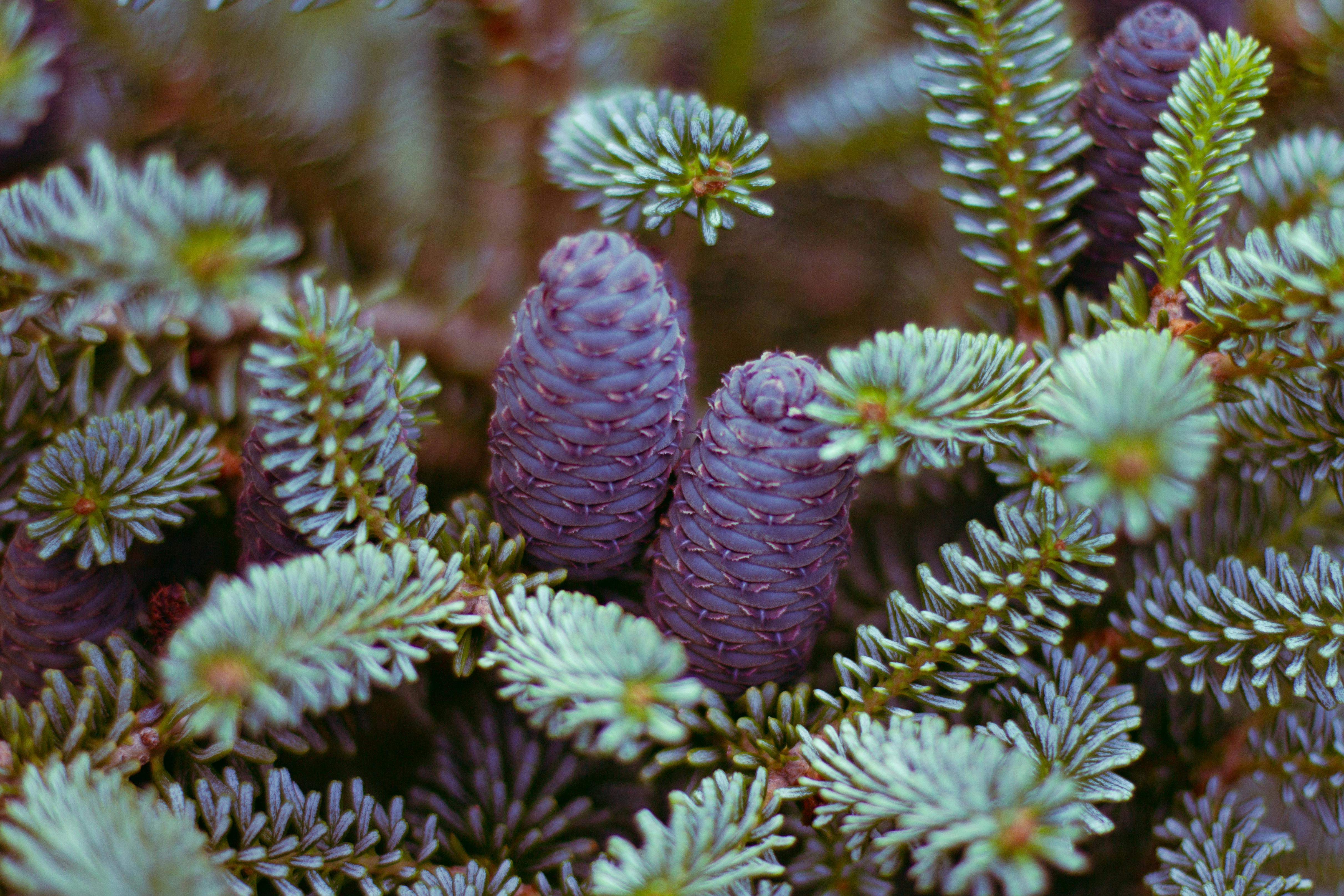 Close-up of Cones in Spruce Tree · Free Stock Photo